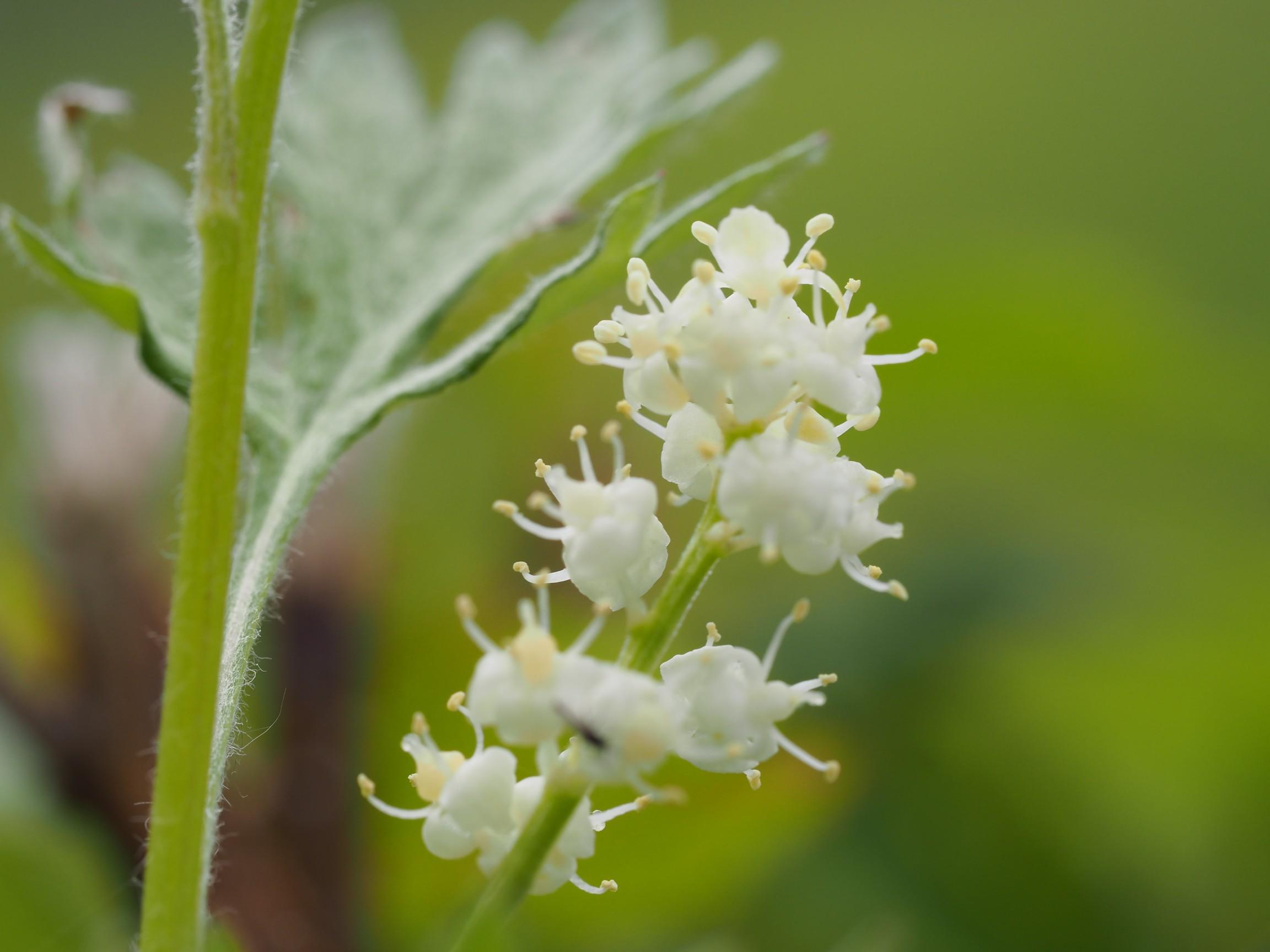 花咲き始めの手稲山 / satoomoさんの手稲山・奥手稲山の活動データ | YAMAP / ヤマップ