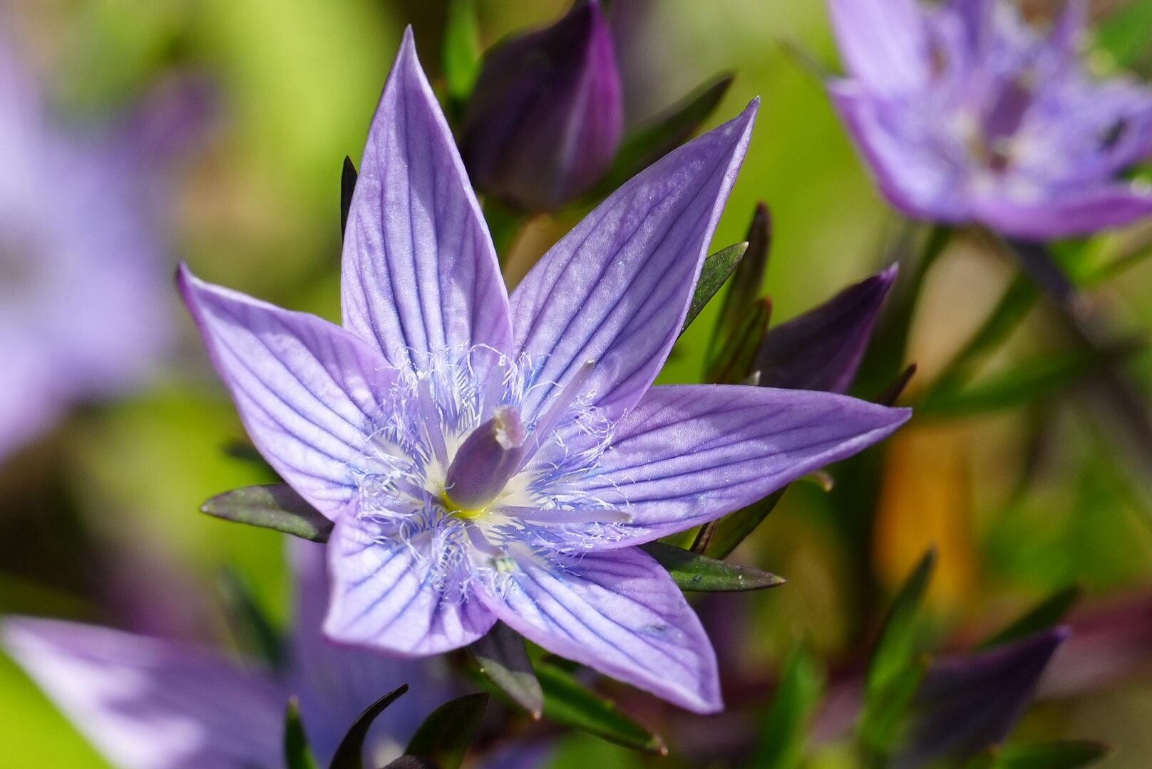 秋のお花🪻雨あがりの雨生山 / chikaさんの雨生山・金山の活動データ | YAMAP / ヤマップ