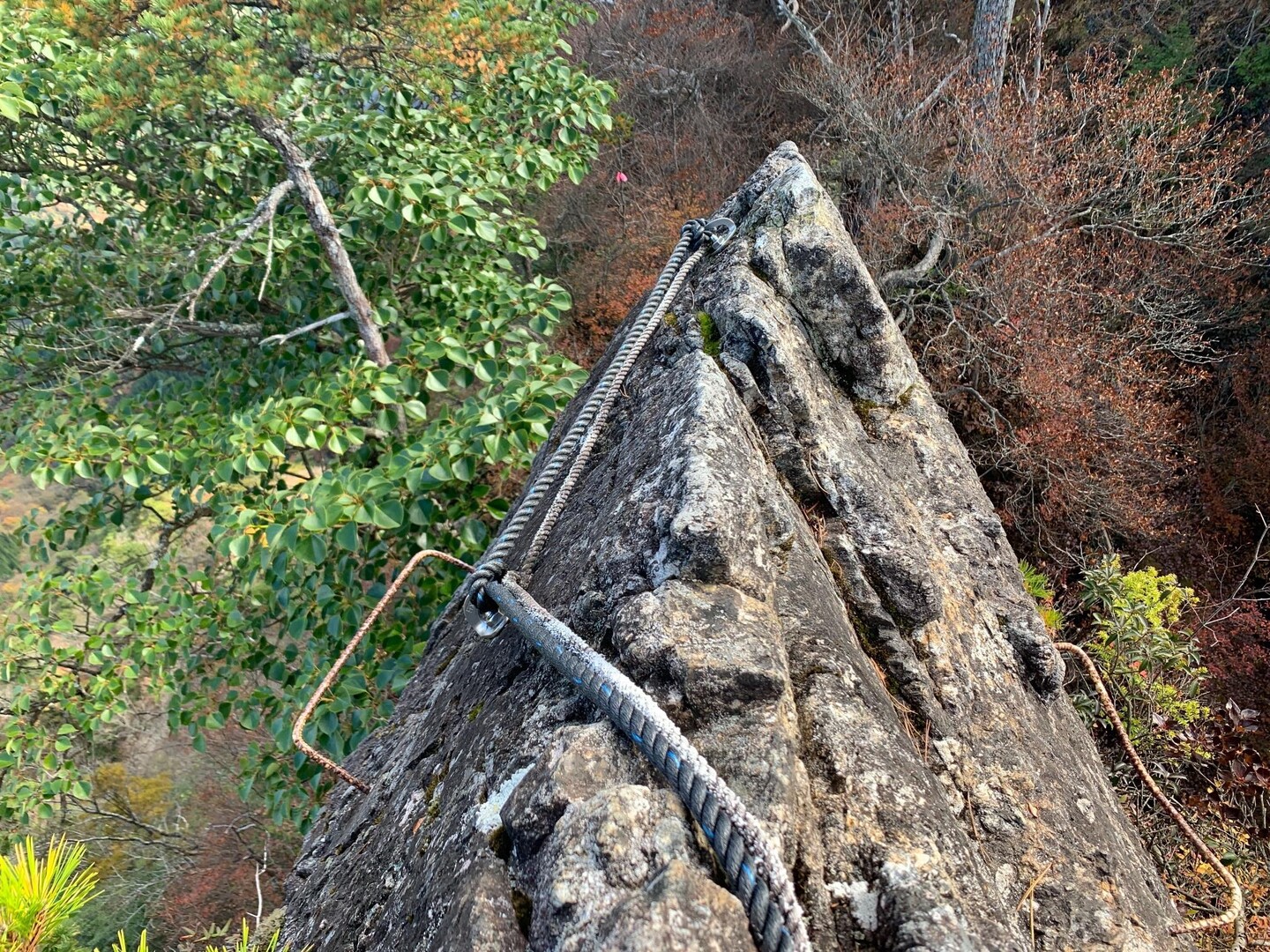 夏木山🍁杉ケ越より / バンビーナさんの大崩山・五葉岳・新百姓山の活動データ | YAMAP / ヤマップ