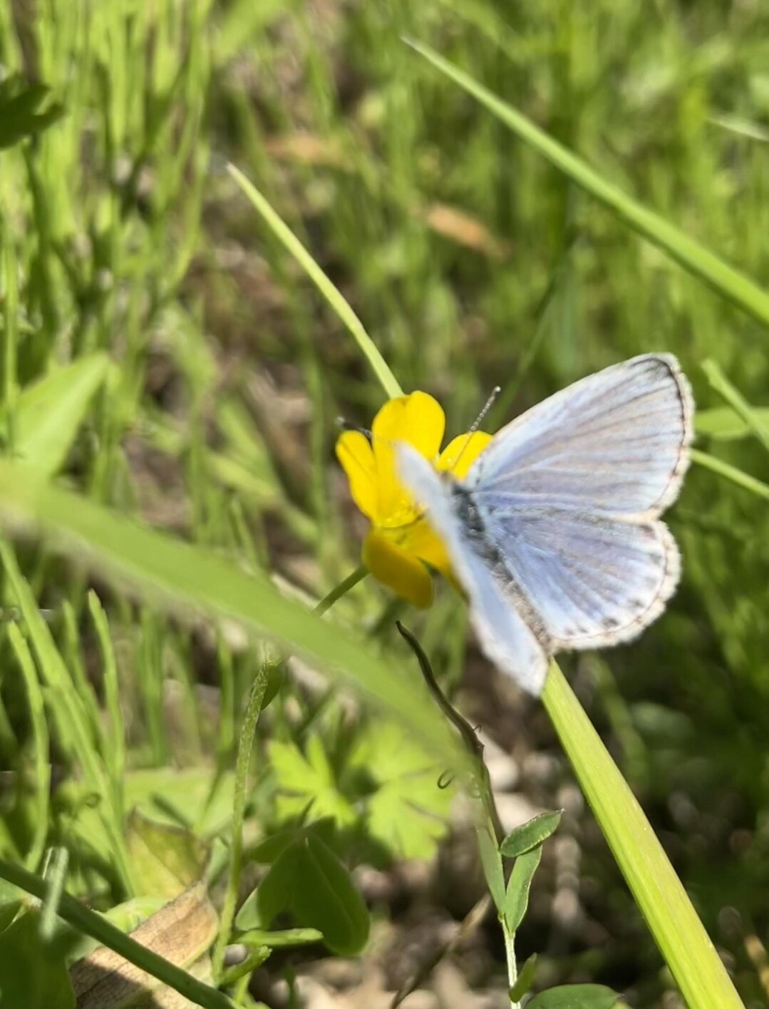 米田白山・馬串山 / hamiさんの米田白山の活動データ | YAMAP / ヤマップ