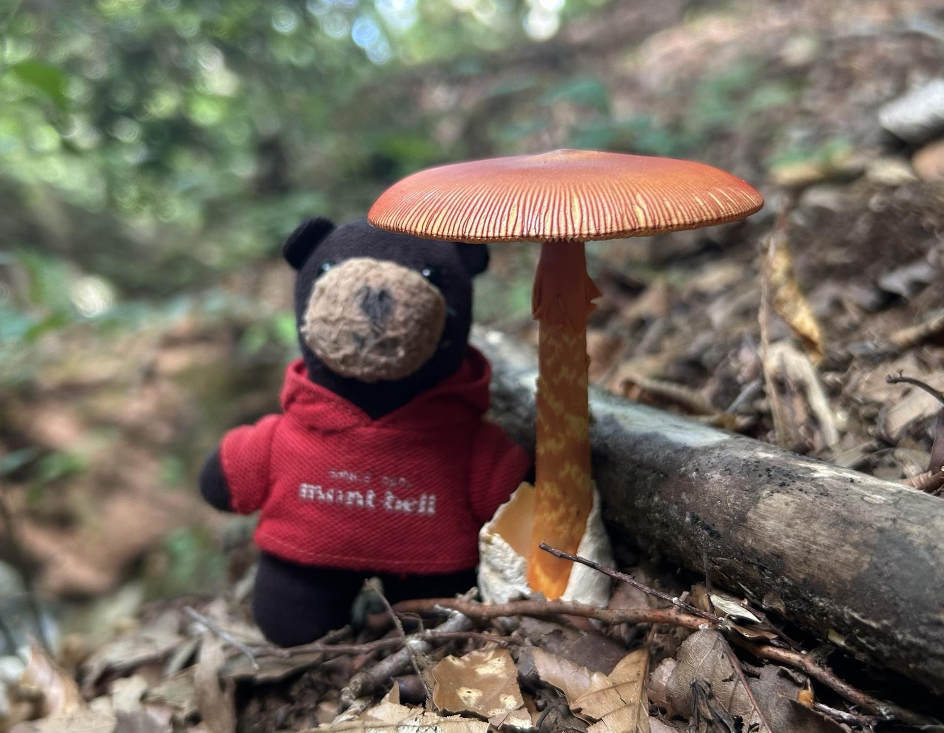 花とキノコのﾄﾚｯｷﾝｸﾞｺ-ｽ((´∀`*))神原登山口 / datinさんの祖母山の活動データ | YAMAP / ヤマップ