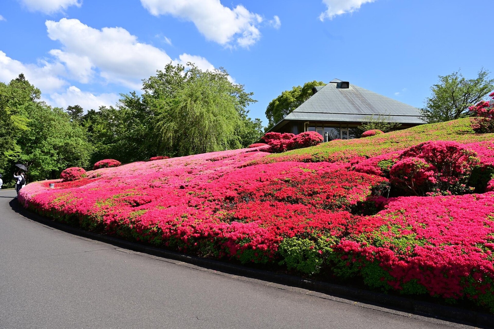 DIC川村美術館庭園 例年GW前半に見て... / puku68さんのモーメント | YAMAP / ヤマップ