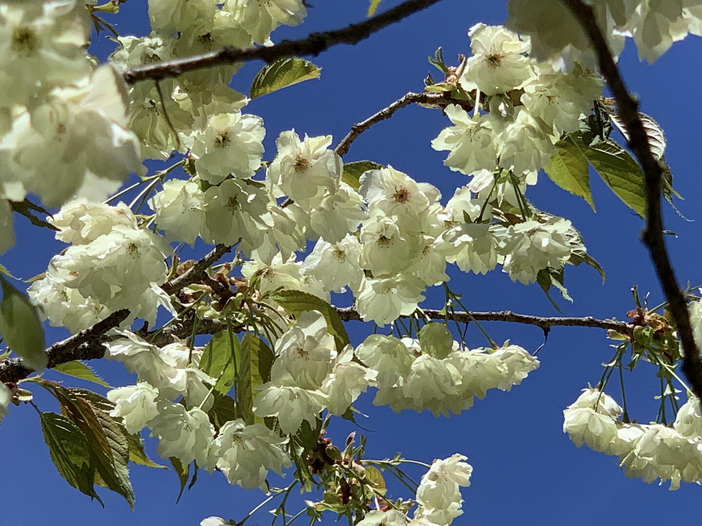 前から気になっていた阿修羅ならぬ修那羅山・船窪山 / SamuSamuさんの子檀嶺岳・岩井堂山の活動データ | YAMAP / ヤマップ