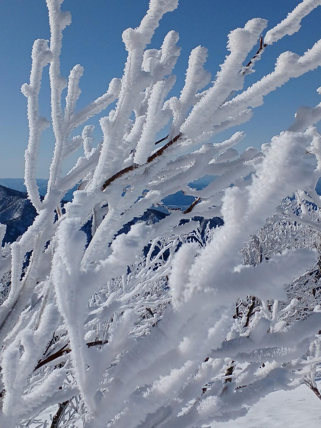 取立山 / hanabuさんの取立山の活動データ | YAMAP / ヤマップ