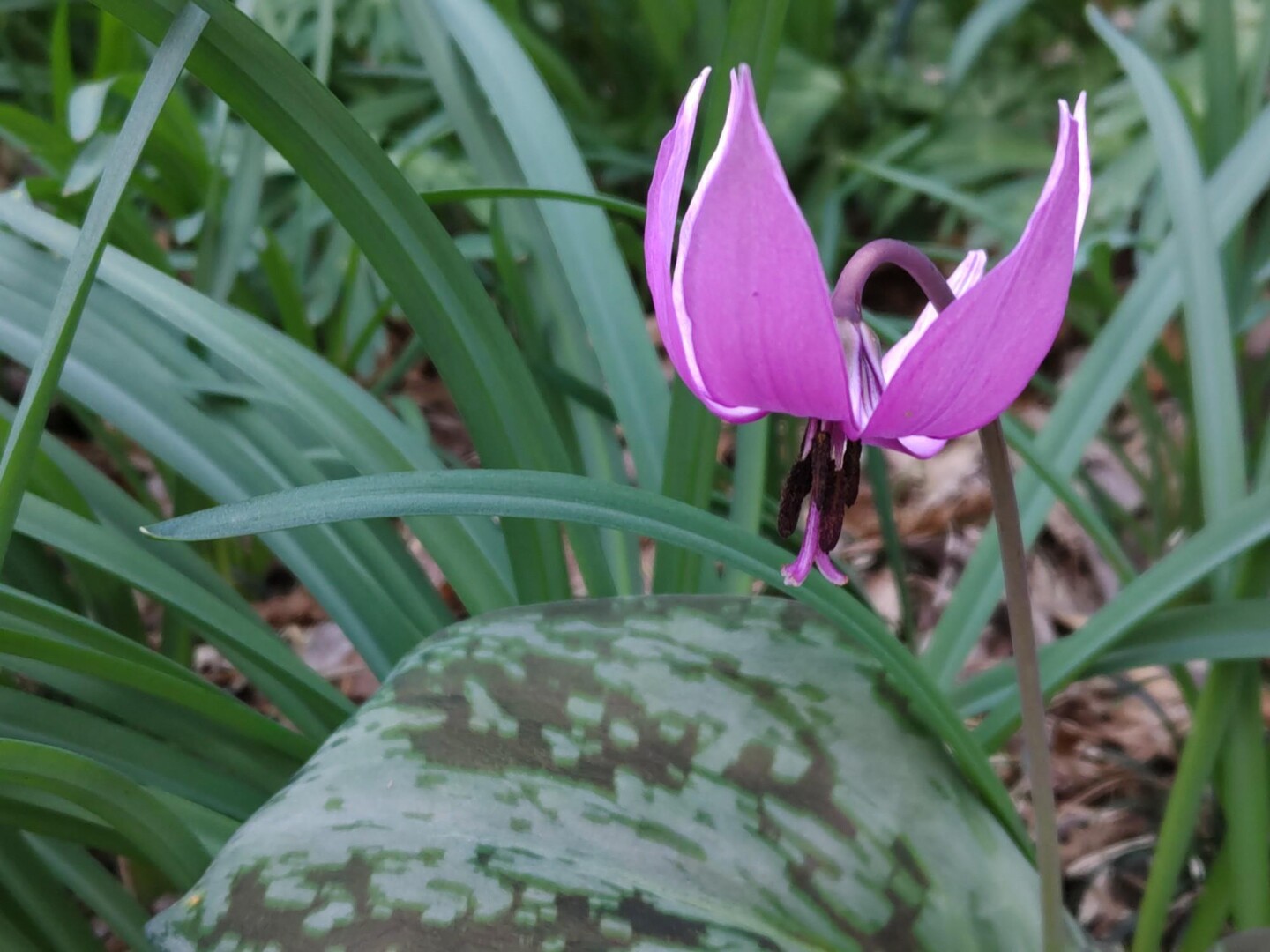 カタクリ咲く三毳山🌼 / yokkoさんの三毳山の活動データ | YAMAP / ヤマップ