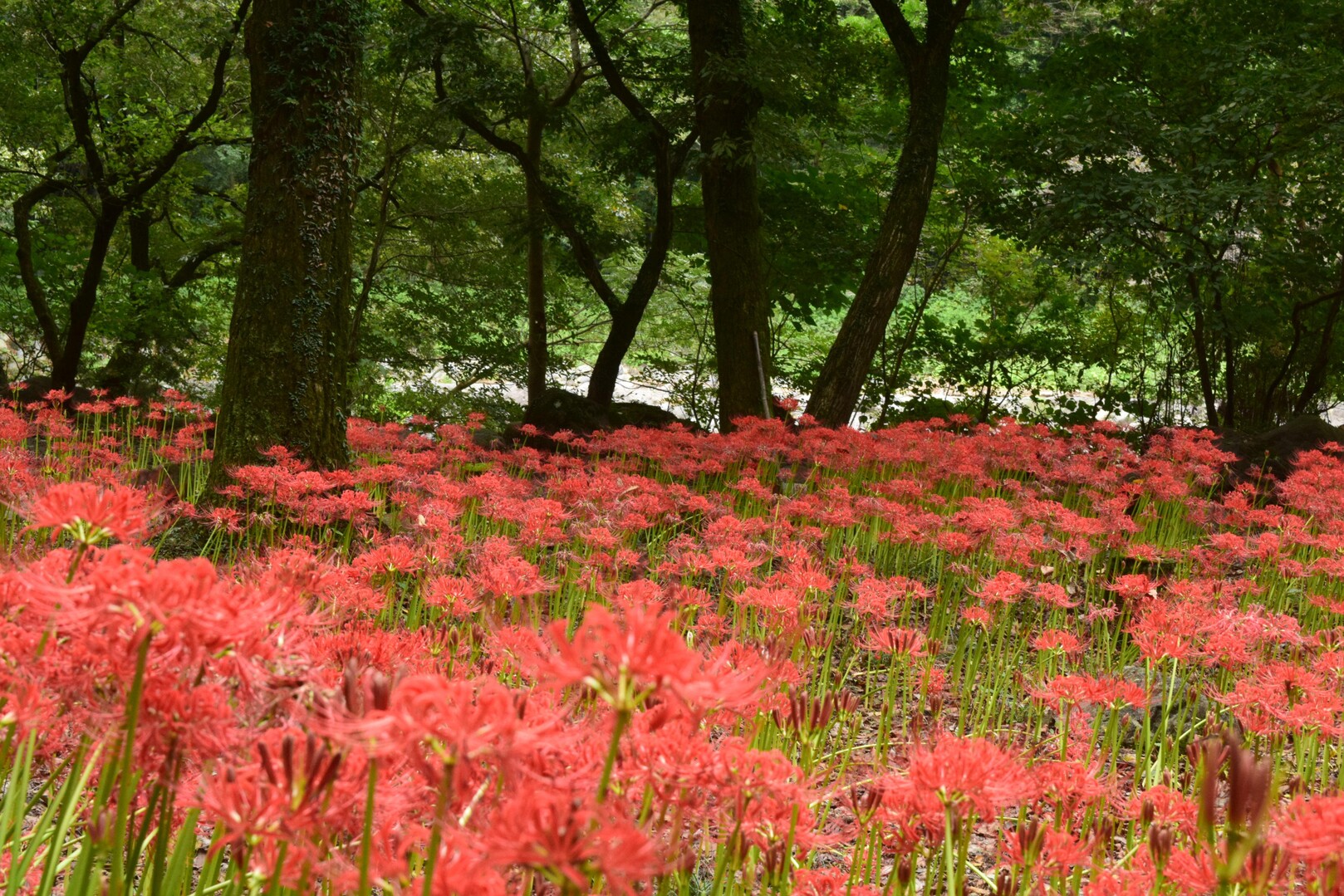 八木原の里-2024-09-23 / nm25さんの荒神山の活動データ | YAMAP / ヤマップ