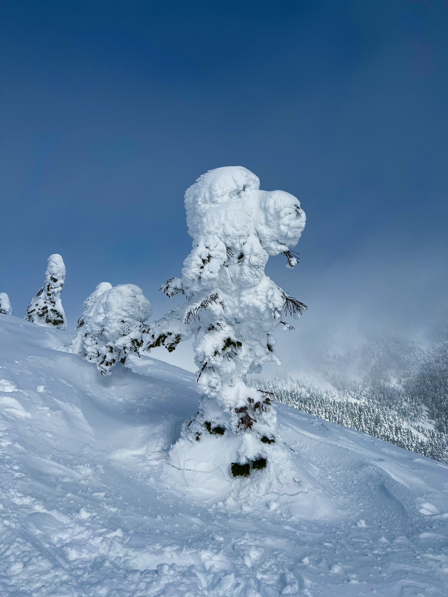 2年連続、「Snoopy」みたいが現れた... / Bii&Guunさんのモーメント | YAMAP / ヤマップ