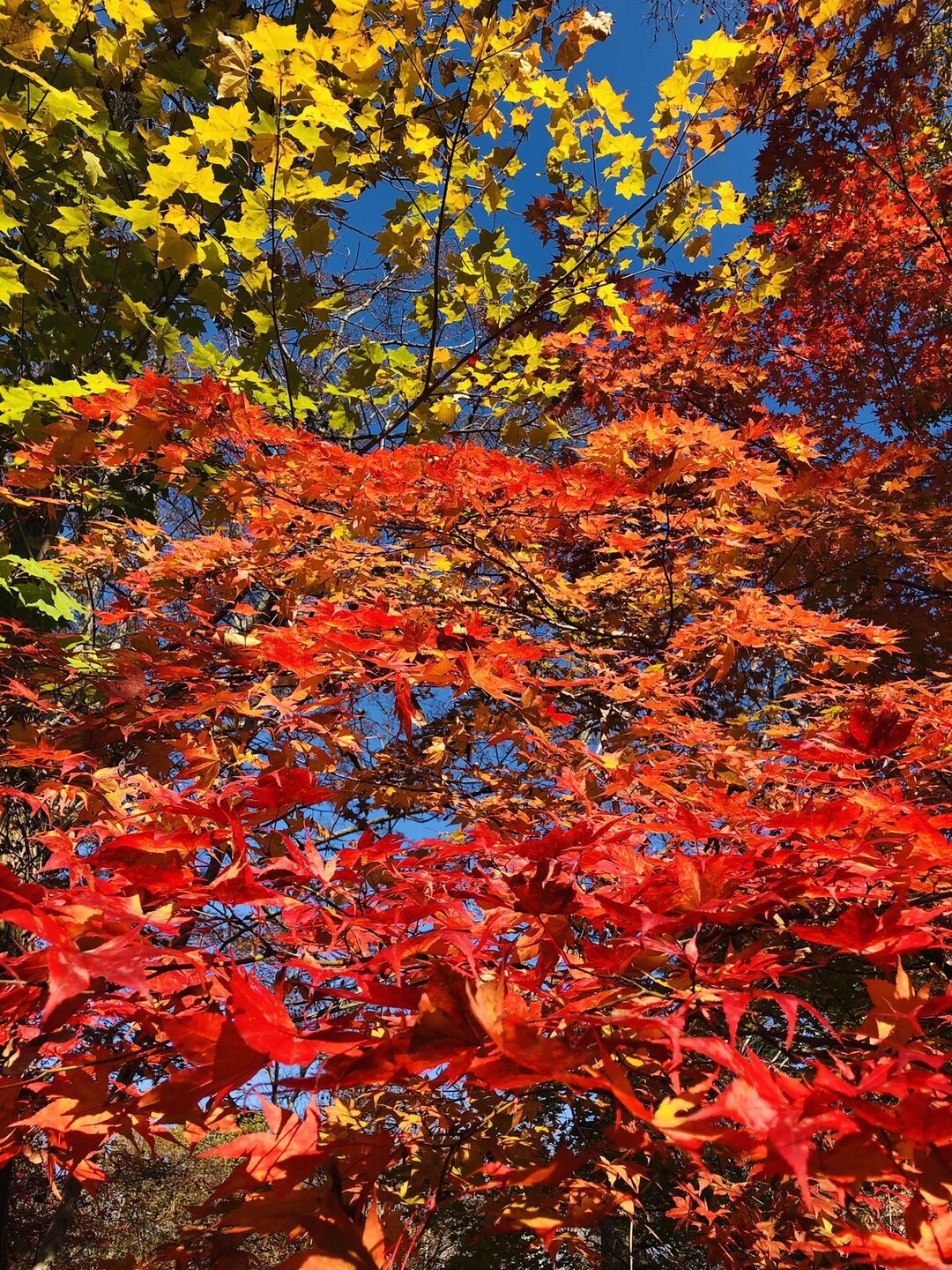 野幌森林公園-2022-10-27 / qwertyさんの野幌森林公園の活動データ | YAMAP / ヤマップ