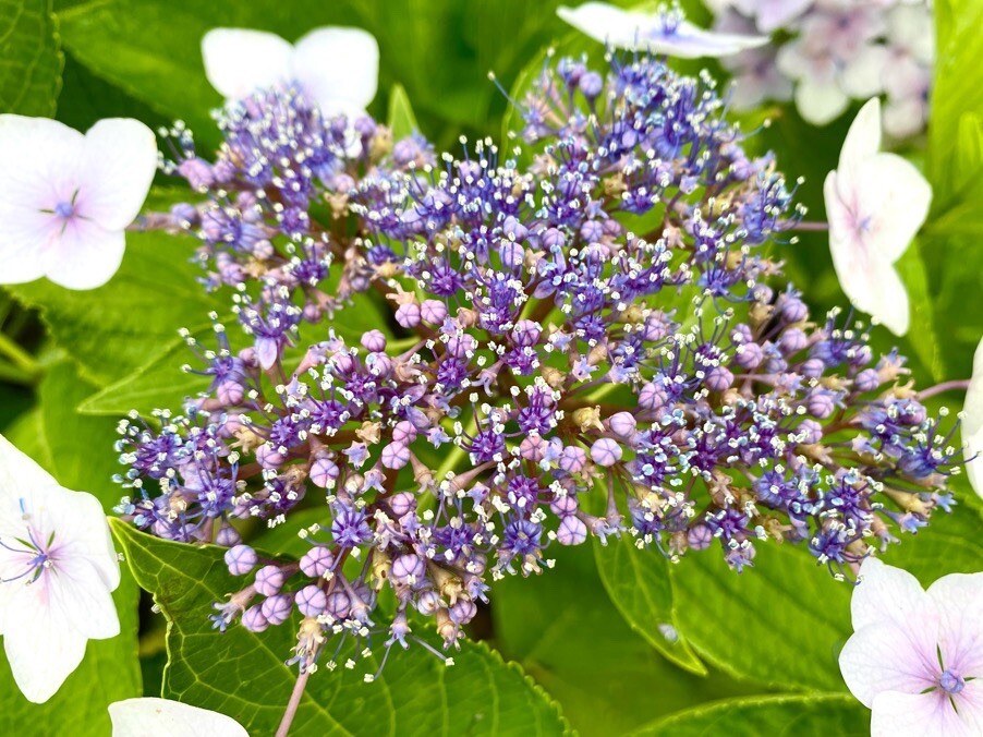 種松山花公園 倉敷に買い物に行ったつい... / tomyさんのモーメント | YAMAP / ヤマップ