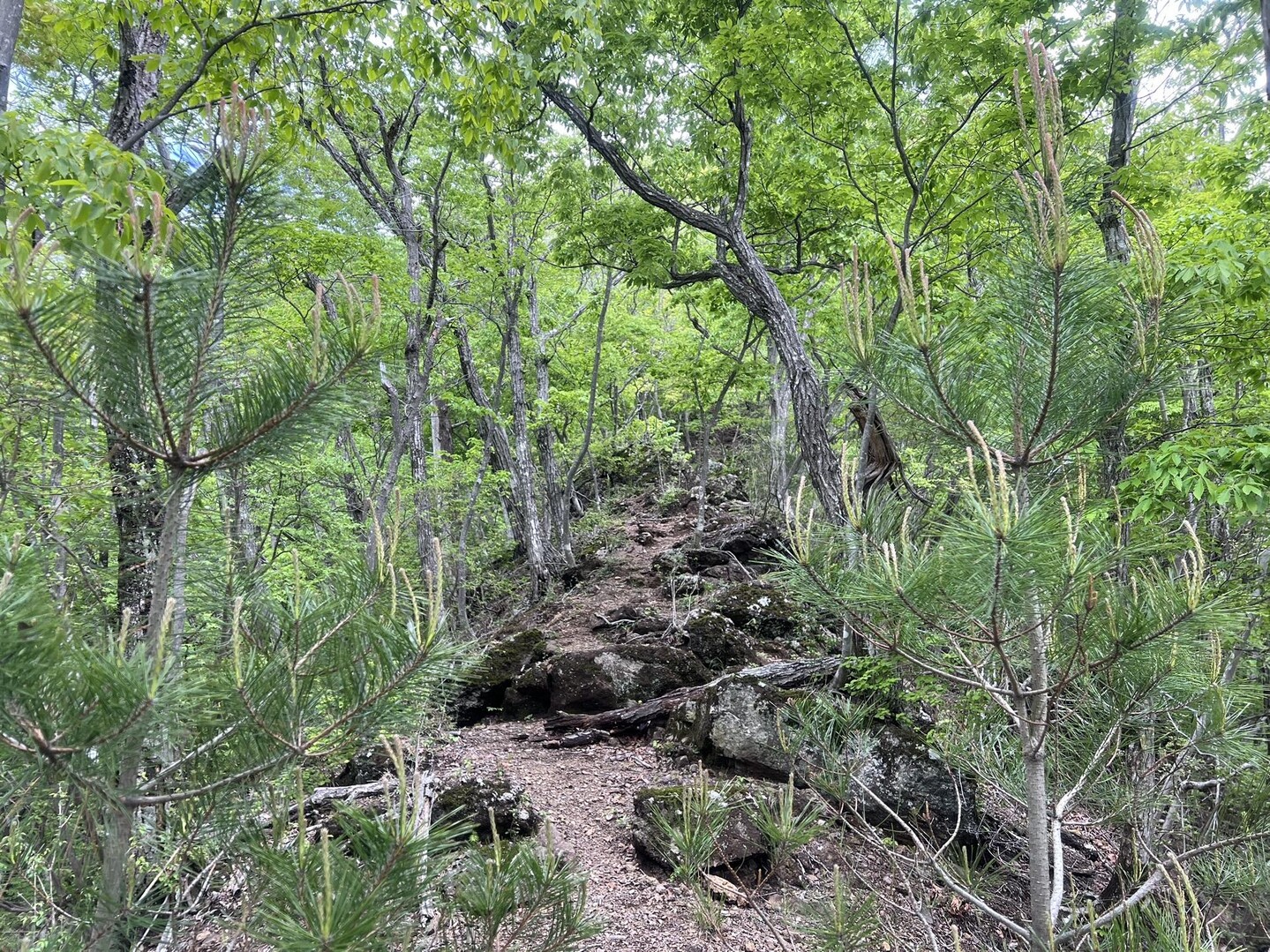 鳥屋山〜矢平山 / chobeeさんの倉岳山・高畑山・九鬼山の活動データ | YAMAP / ヤマップ