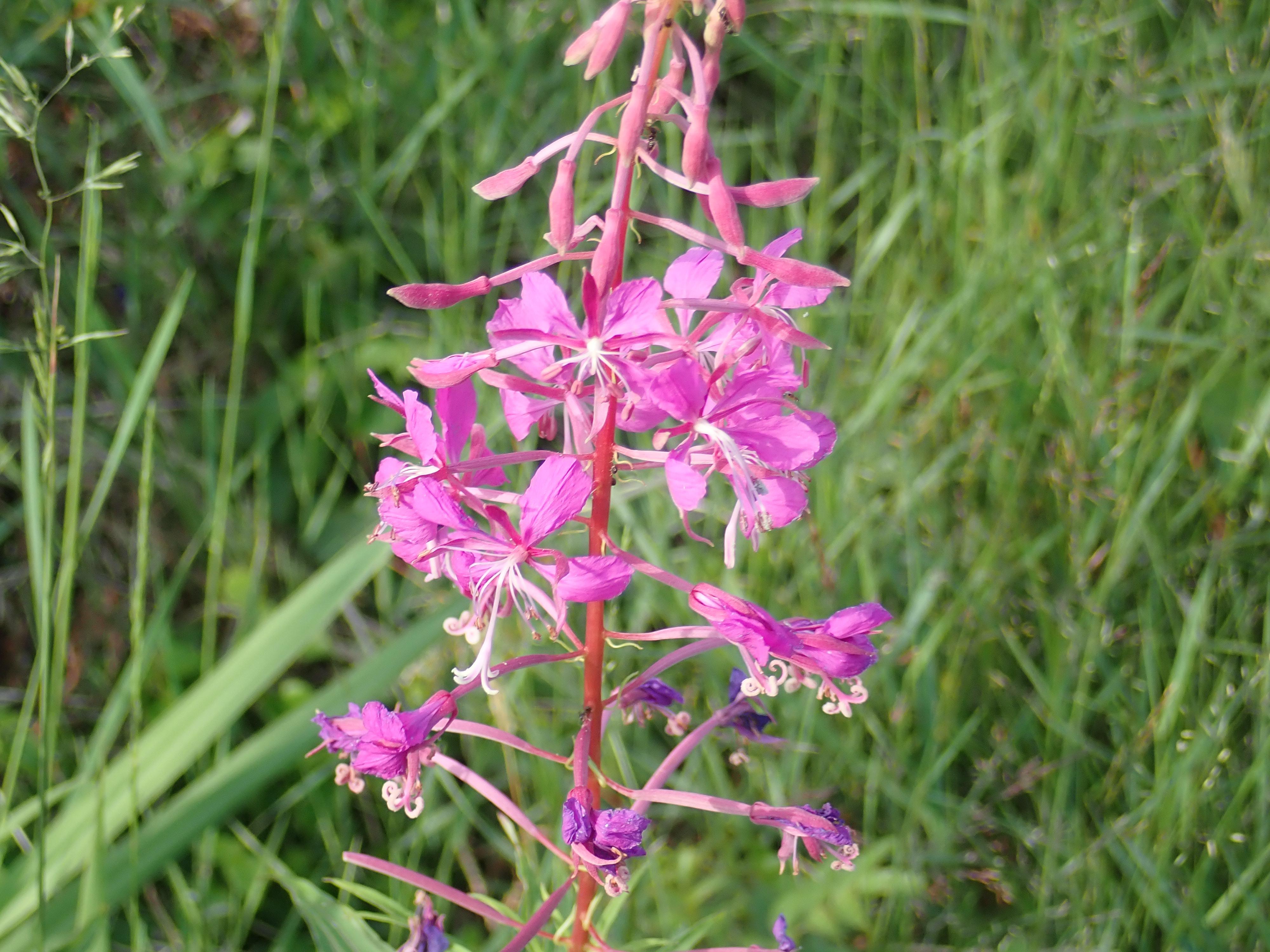 Fire weedを追って 手稲山・ネオパラ / Syoさんの札幌市の活動日記 | YAMAP / ヤマップ
