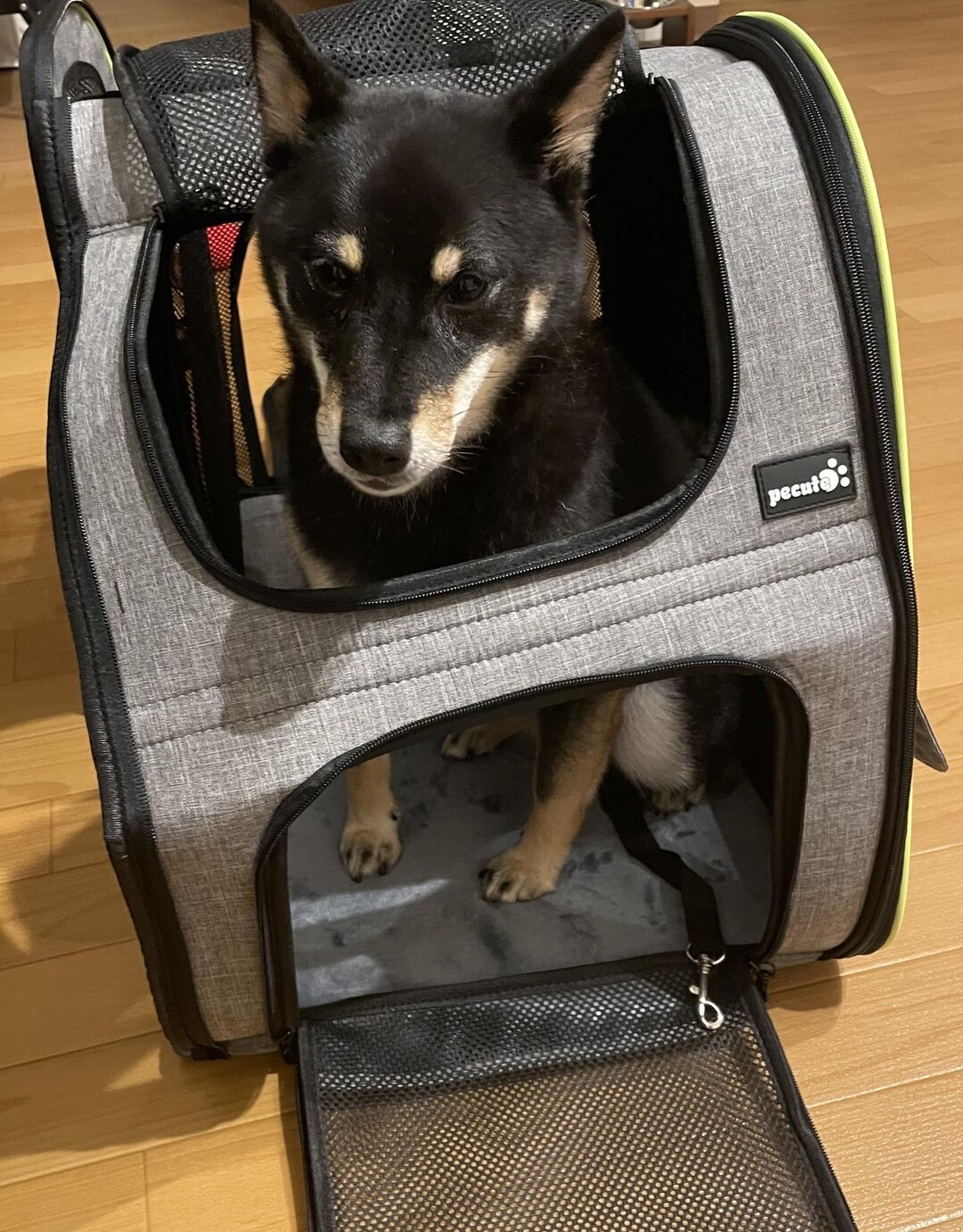 元気回復 アマゾンプライムデー戦利品 犬... / chi.shi e-10 さんのモーメント | YAMAP / ヤマップ