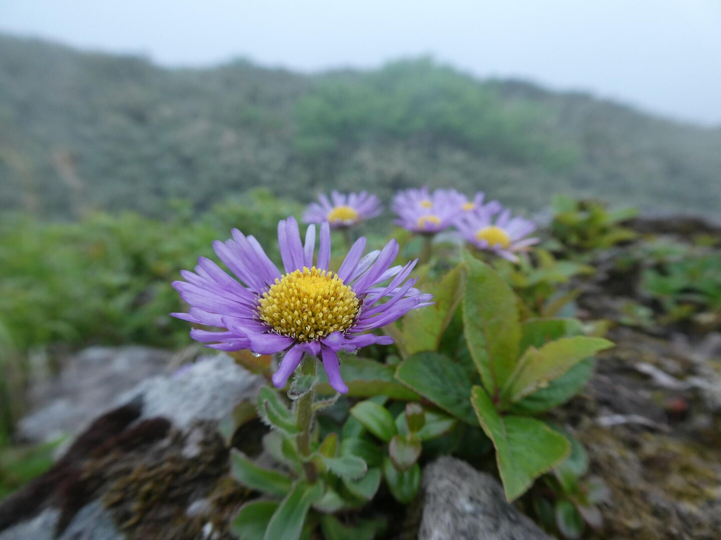 白樺山 / noriGさんのニセコアンヌプリ・イワオヌプリ・チセヌプリの活動データ | YAMAP / ヤマップ