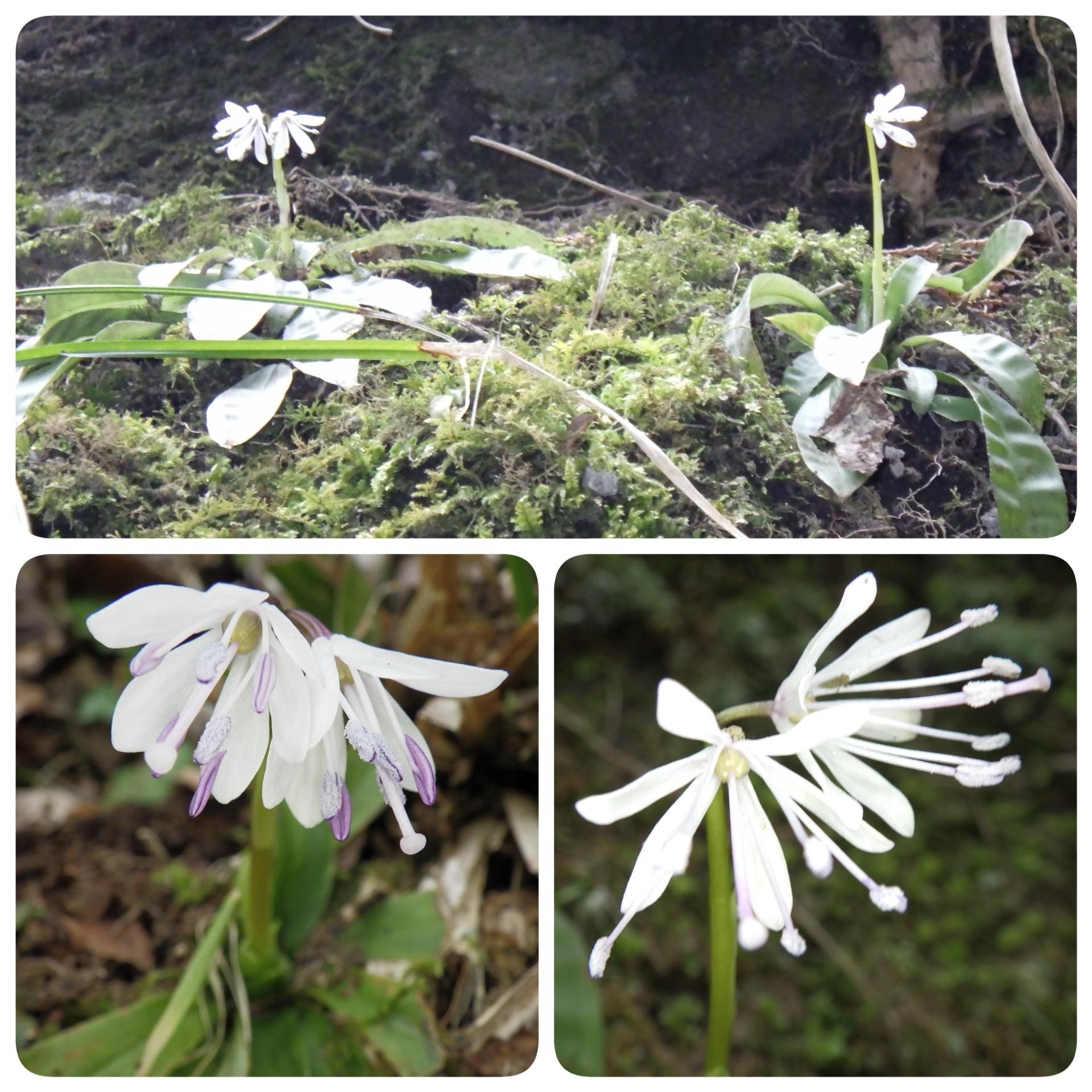 福智山からの帰りに 英彦山 高住神社⛩️... / motomickyさんのモーメント | YAMAP / ヤマップ