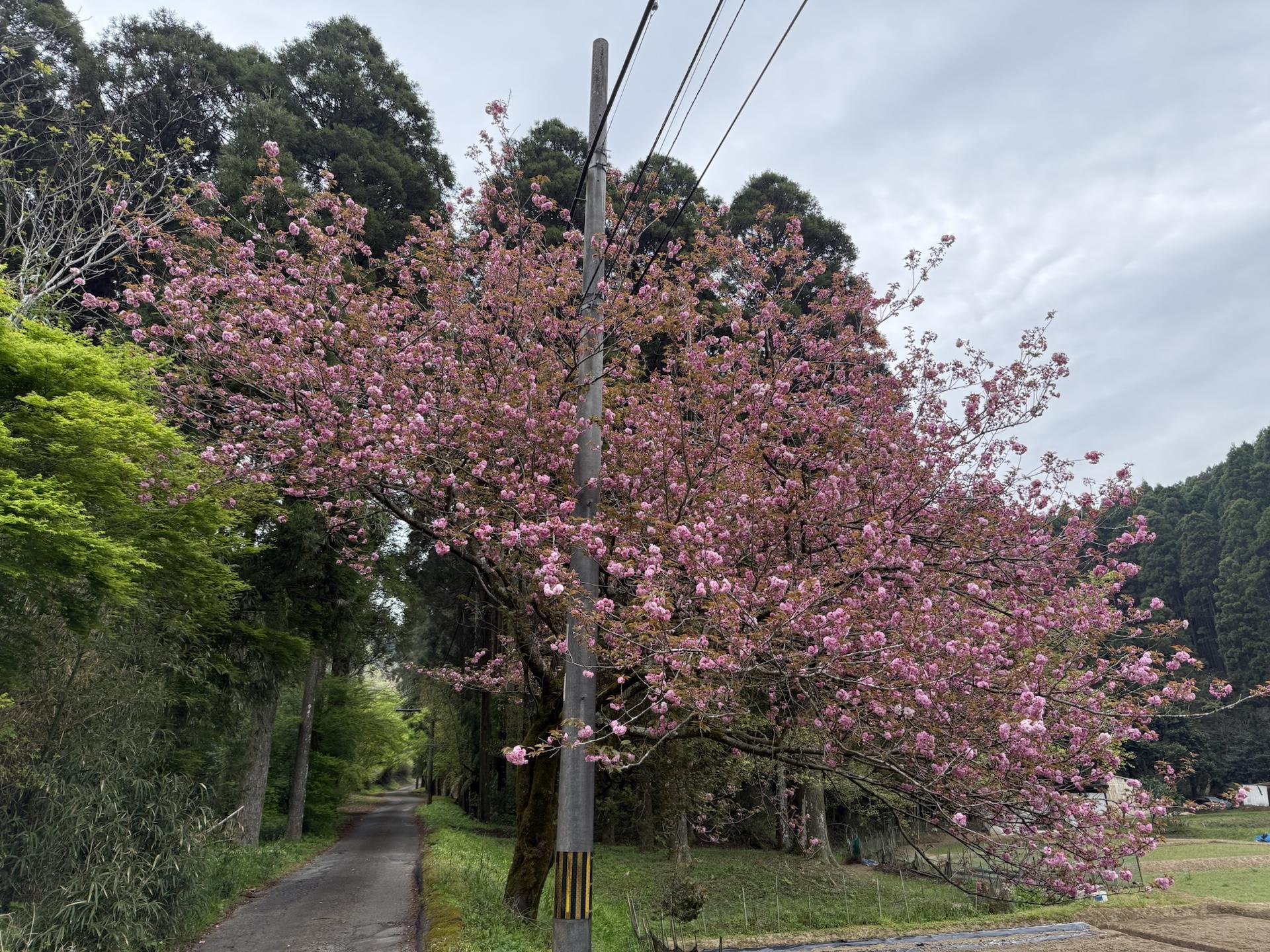 2025年金御岳トレーニング62回目 / cocoさんの金御岳の活動データ | YAMAP / ヤマップ
