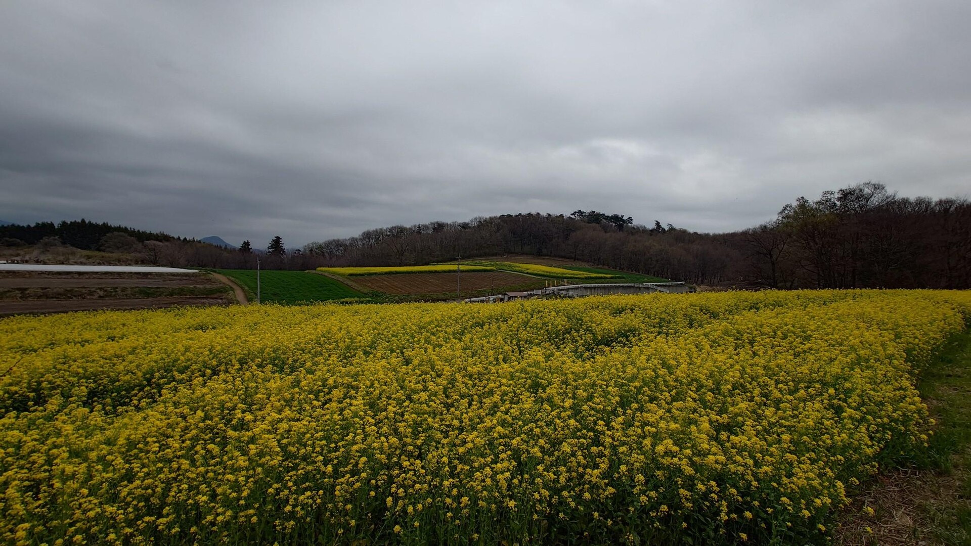 おかわりは春を感じる。鹿田山 / s_nakanoさんの鹿田山の活動データ | YAMAP / ヤマップ