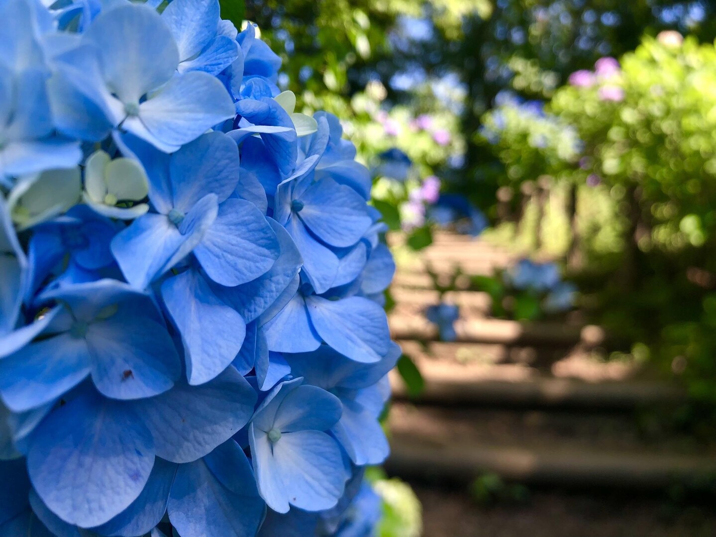 ロード①:林道⑧:トレイル①🏃‍♂️ / Naluさんの菩提寺山・高立山・護摩堂山の活動データ | YAMAP / ヤマップ