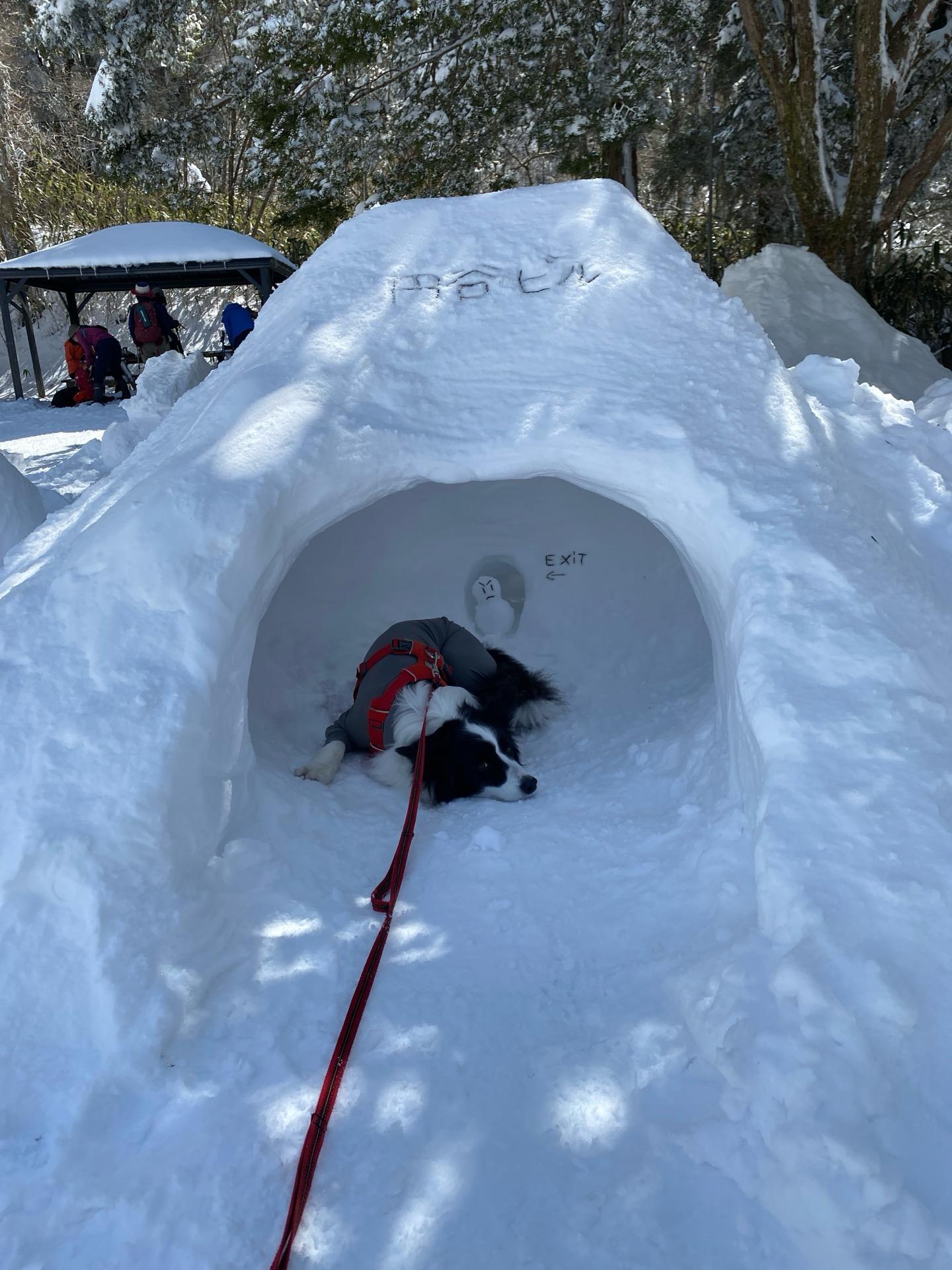 金剛山 trek the dog / tetsuyasammyさんの金剛山・二上山・大和葛城山の活動データ | YAMAP / ヤマップ