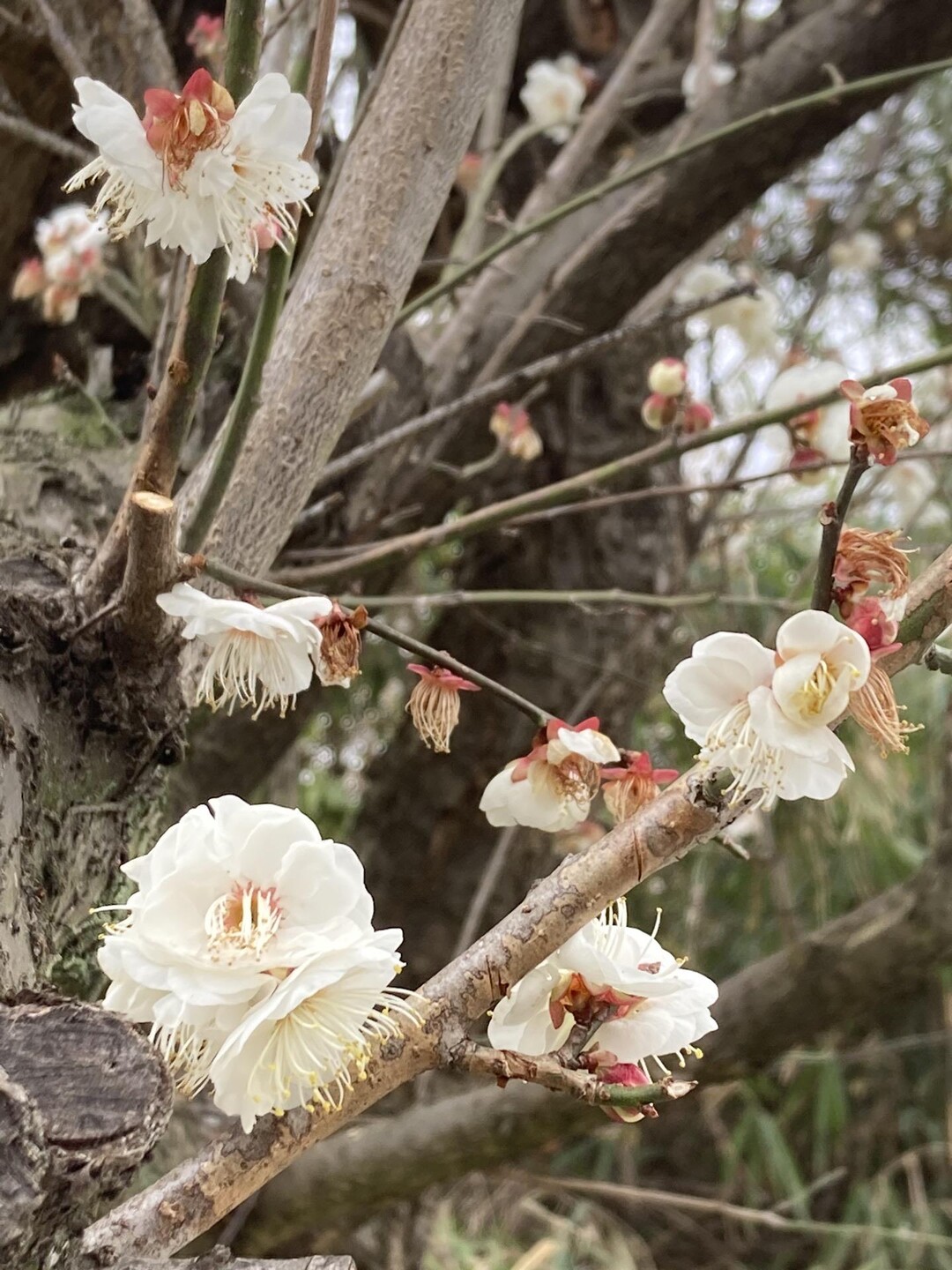 ひみつの森🌳 / kz...ymさんのウォーキングの活動データ | YAMAP / ヤマップ