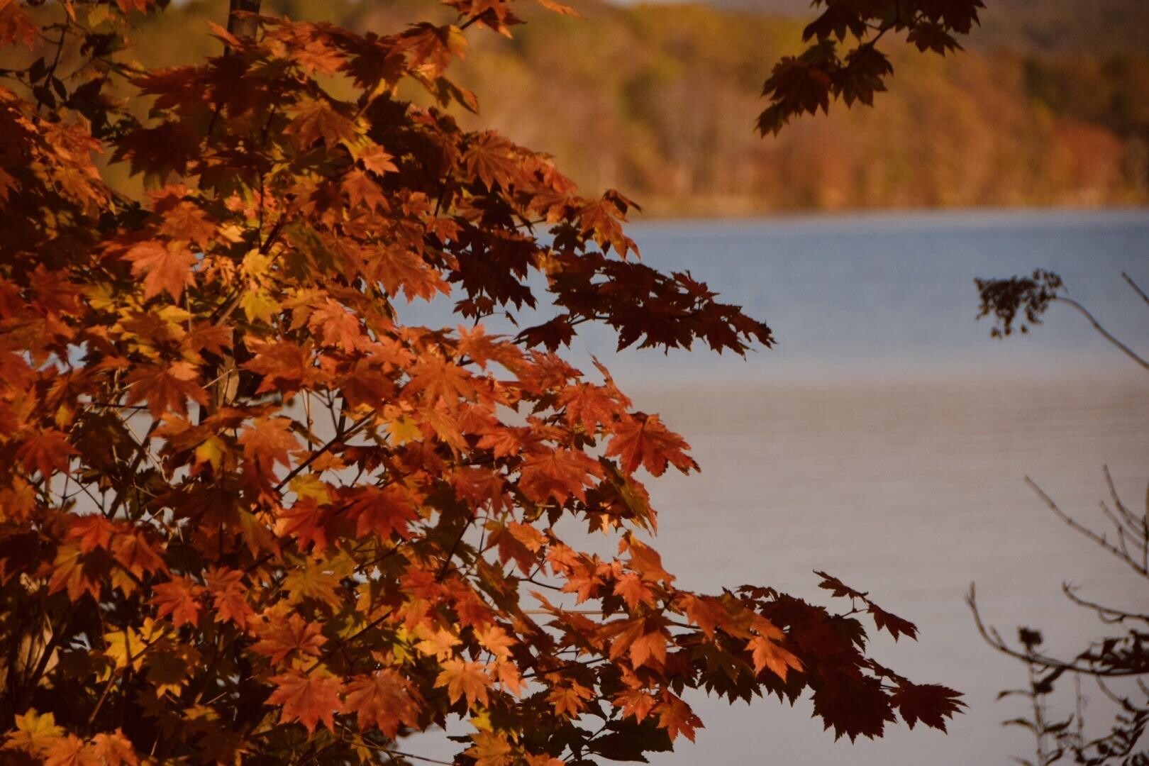 今年も秋の紅葉狩りへ大沼公園と鳥崎渓谷八... / minotさんのモーメント | YAMAP / ヤマップ