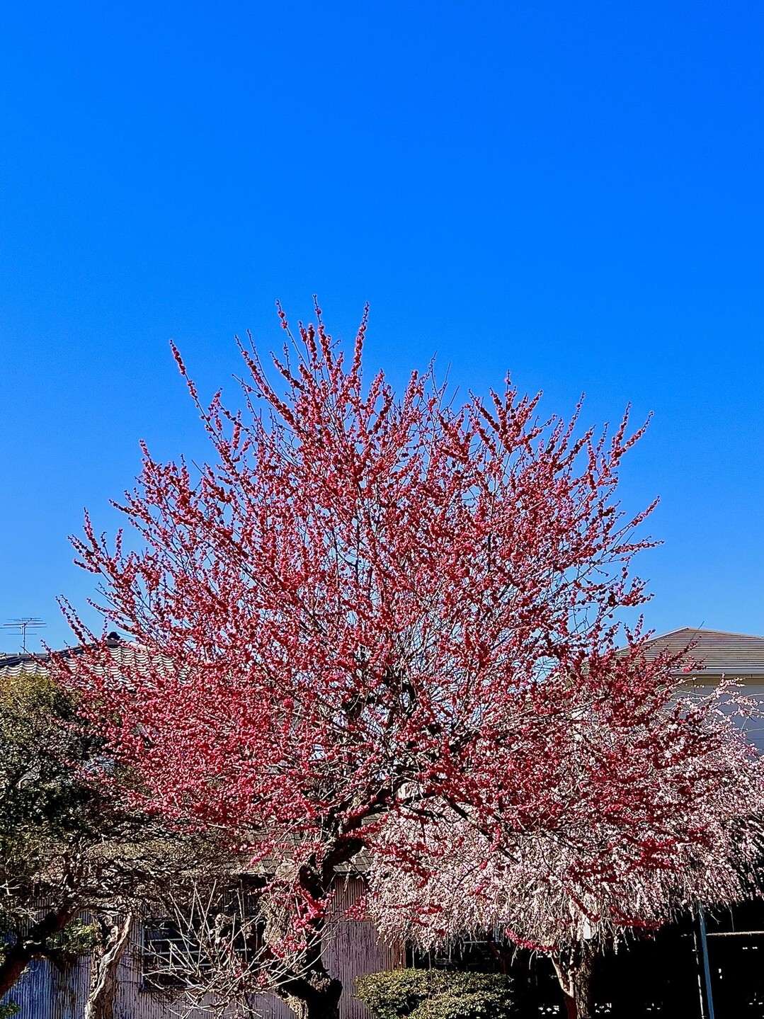 2023.03.01 もう3月ですね... / もんちっちさんのモーメント | YAMAP / ヤマップ