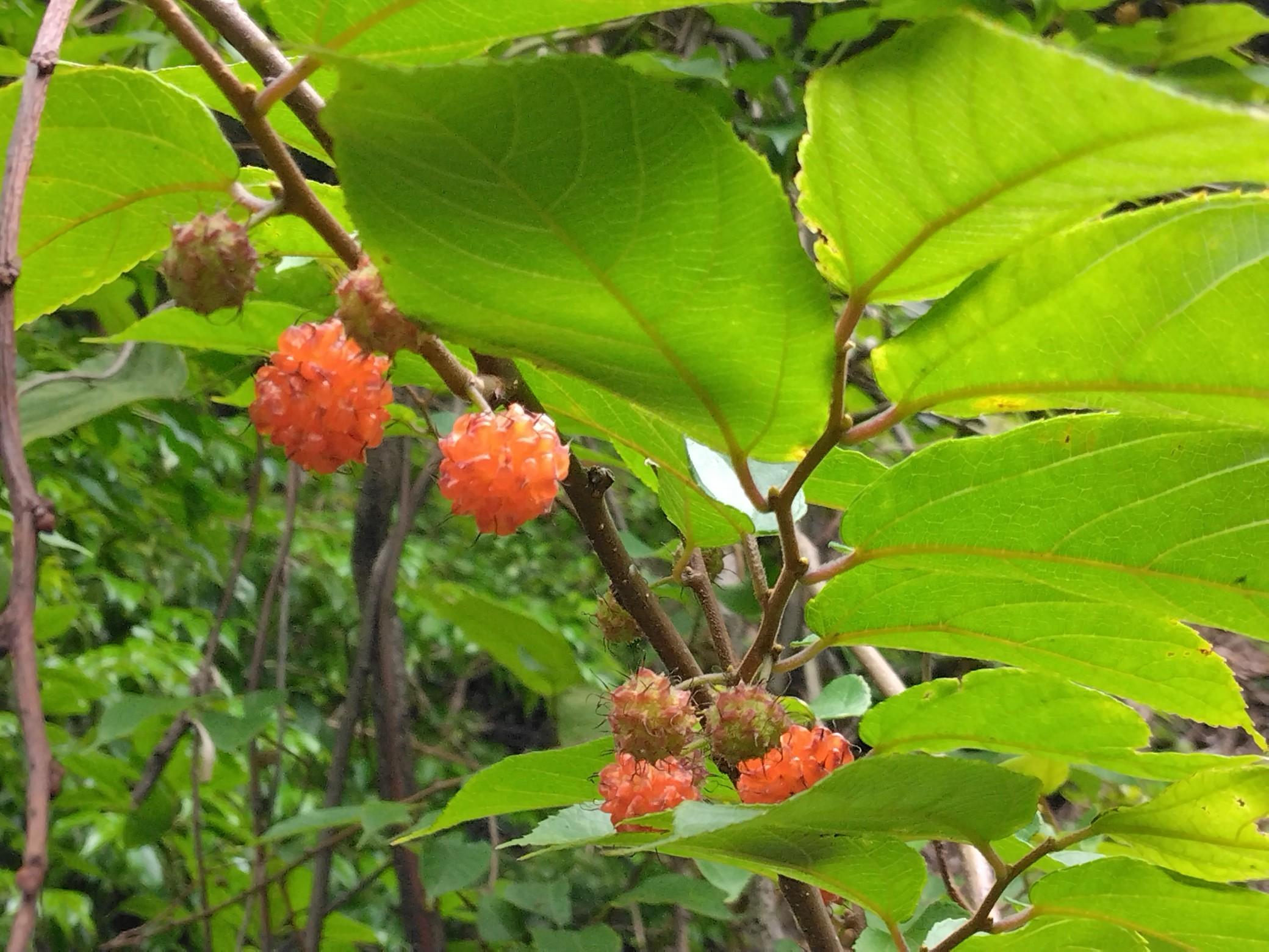朝イチゴ2題⁉️😀-2025-06-07 / あ~太郎2さんのウォーキングの活動日記 | YAMAP / ヤマップ