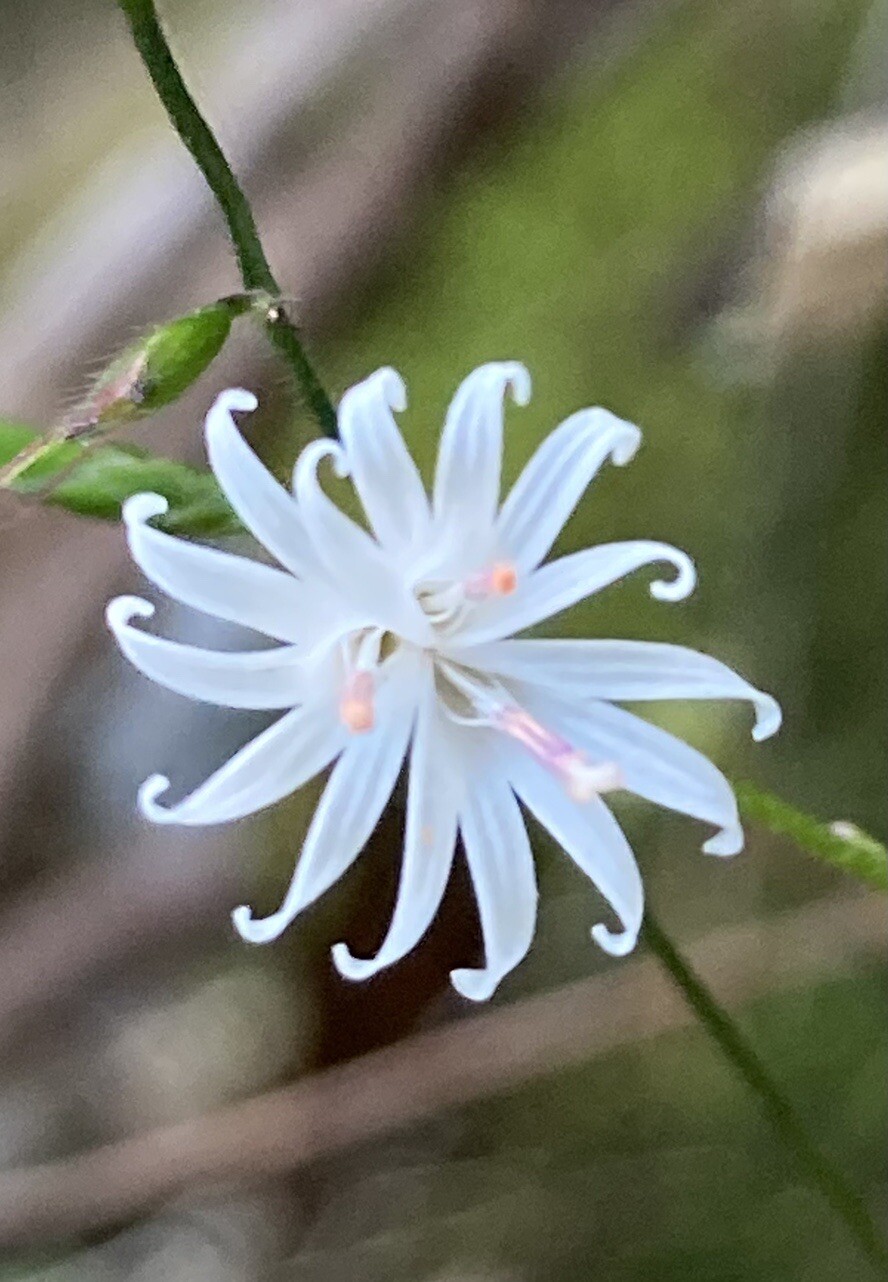飯野山キッコウハグマ、コウヤボウキ / tairaさんの大高見峰・猫山・城山の活動データ | YAMAP / ヤマップ