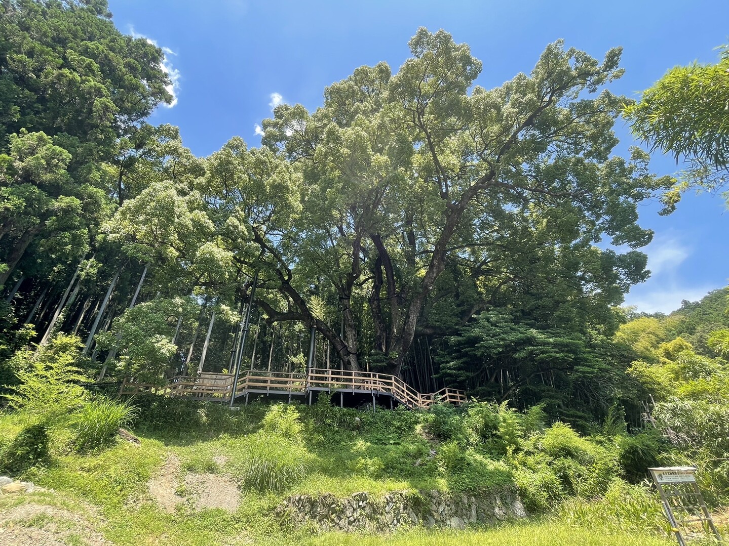 【越生月例H】R4-6 「関東1位の巨木！大クスを巡るコース」-2022-06-30 / タキハナさんの関八州見晴台の活動日記 | YAMAP / ヤマップ