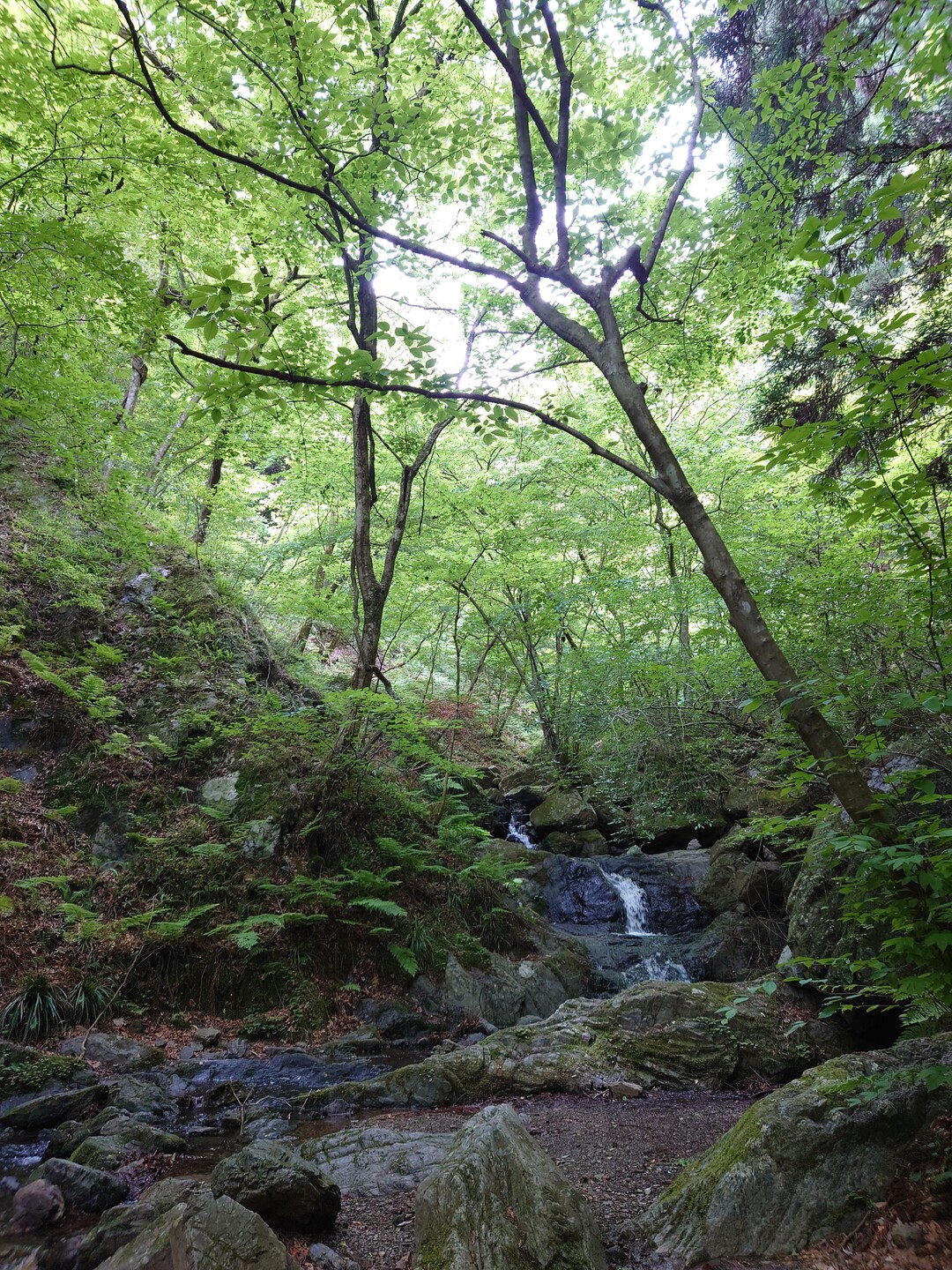 《奥武蔵》棒ノ折山 周回ルート / nazさんの棒ノ折山（棒ノ嶺）の活動データ | YAMAP / ヤマップ