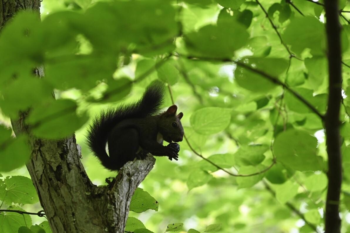 のんびりお山歩 藻岩山 / me_holicさんの藻岩山の活動データ | YAMAP / ヤマップ