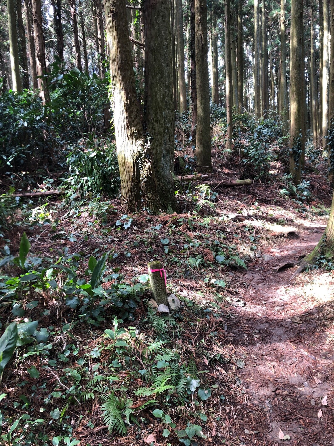 Ko-seさんの投稿したフィールドメモ | YAMAP / ヤマップ