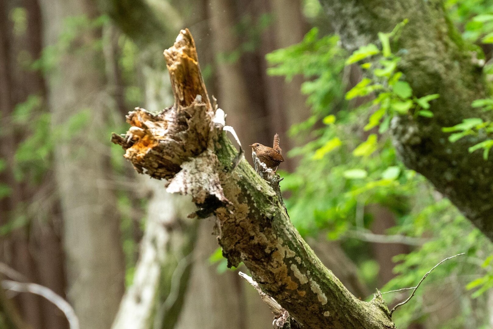 くじゅう山開きと立中山 / marco さんの九重山（久住山）・大船山・星生山の活動データ | YAMAP / ヤマップ