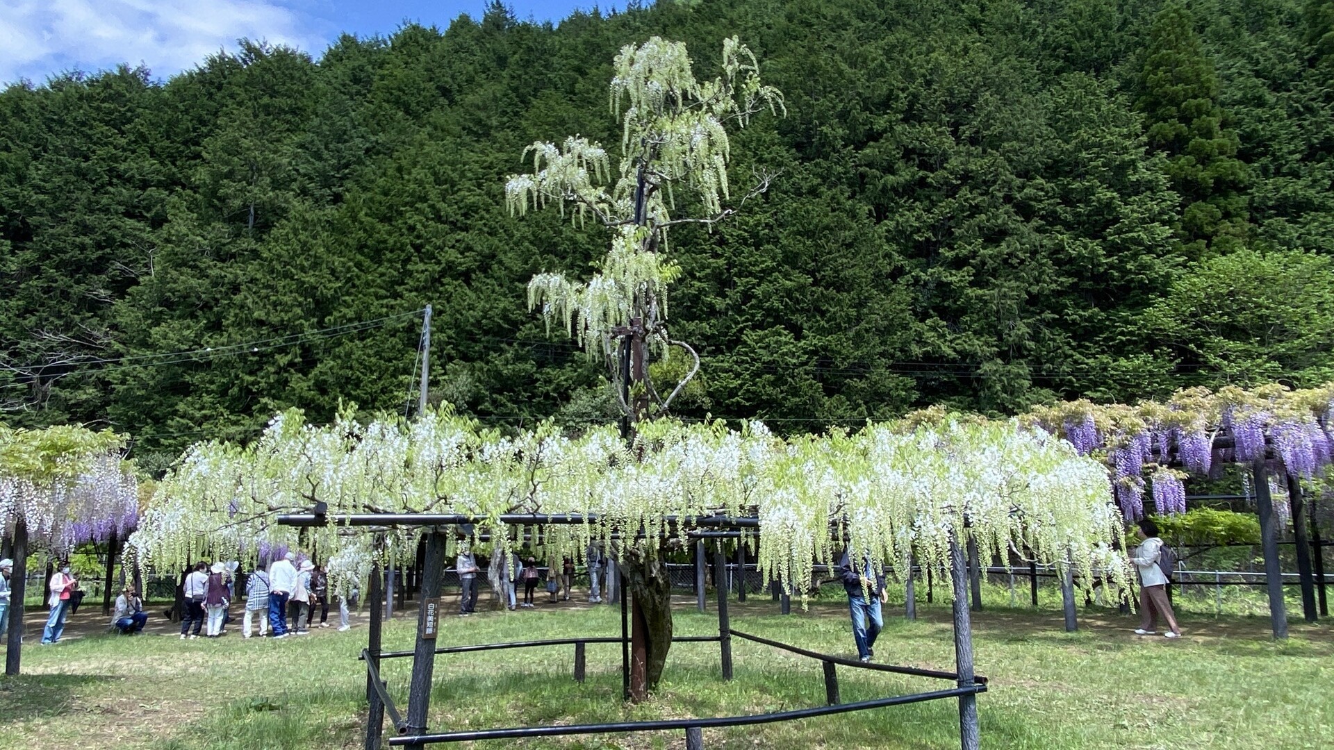 夜久野白井大町藤公園😊 / S.Uさんのモーメント | YAMAP / ヤマップ