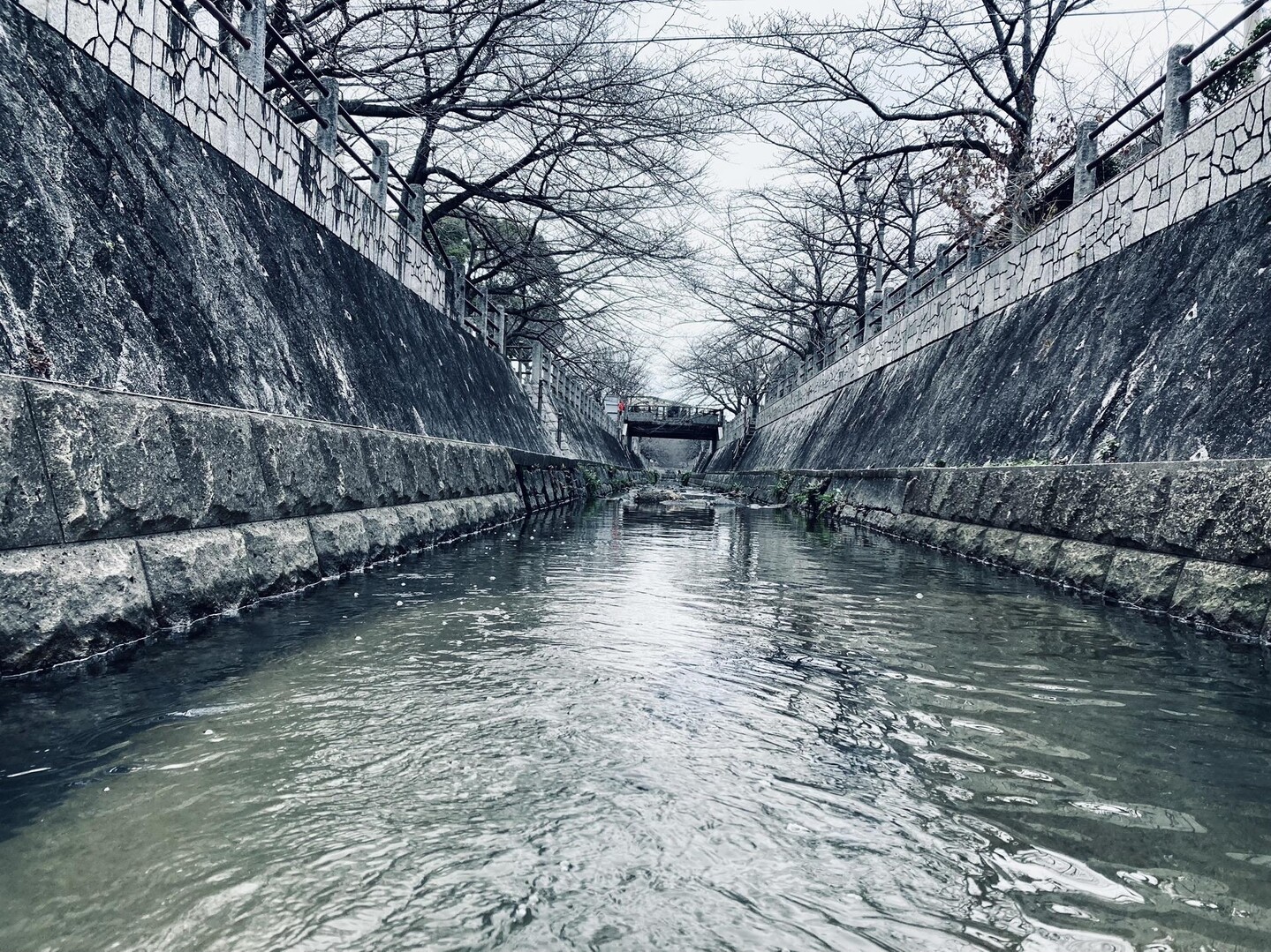 節分の翌日 昼下がり 春を待つ桜並木の水... / wara2さんのモーメント | YAMAP / ヤマップ