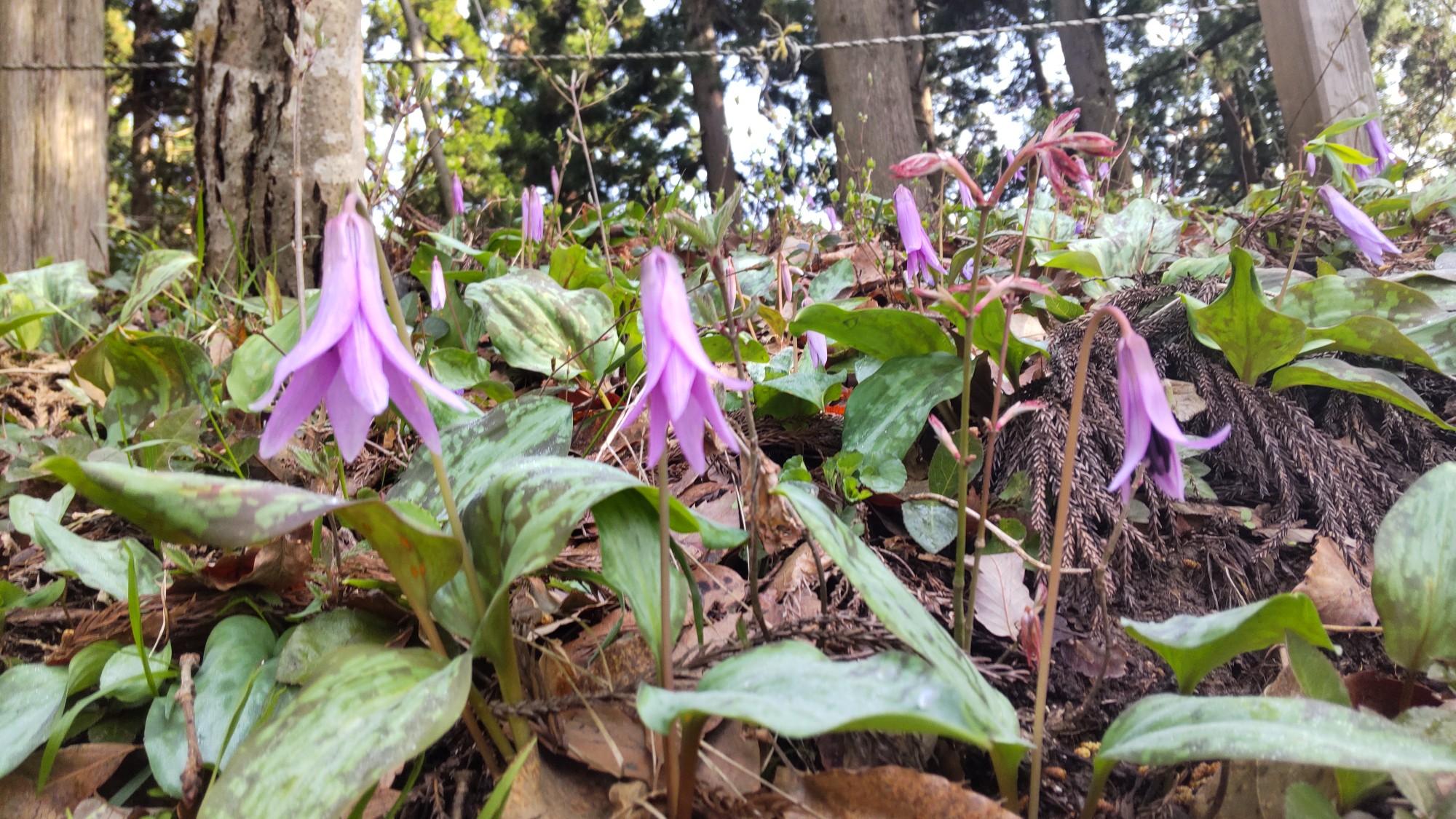 文殊山 https://tabibto.... / てんぐのこさんのモーメント | YAMAP / ヤマップ