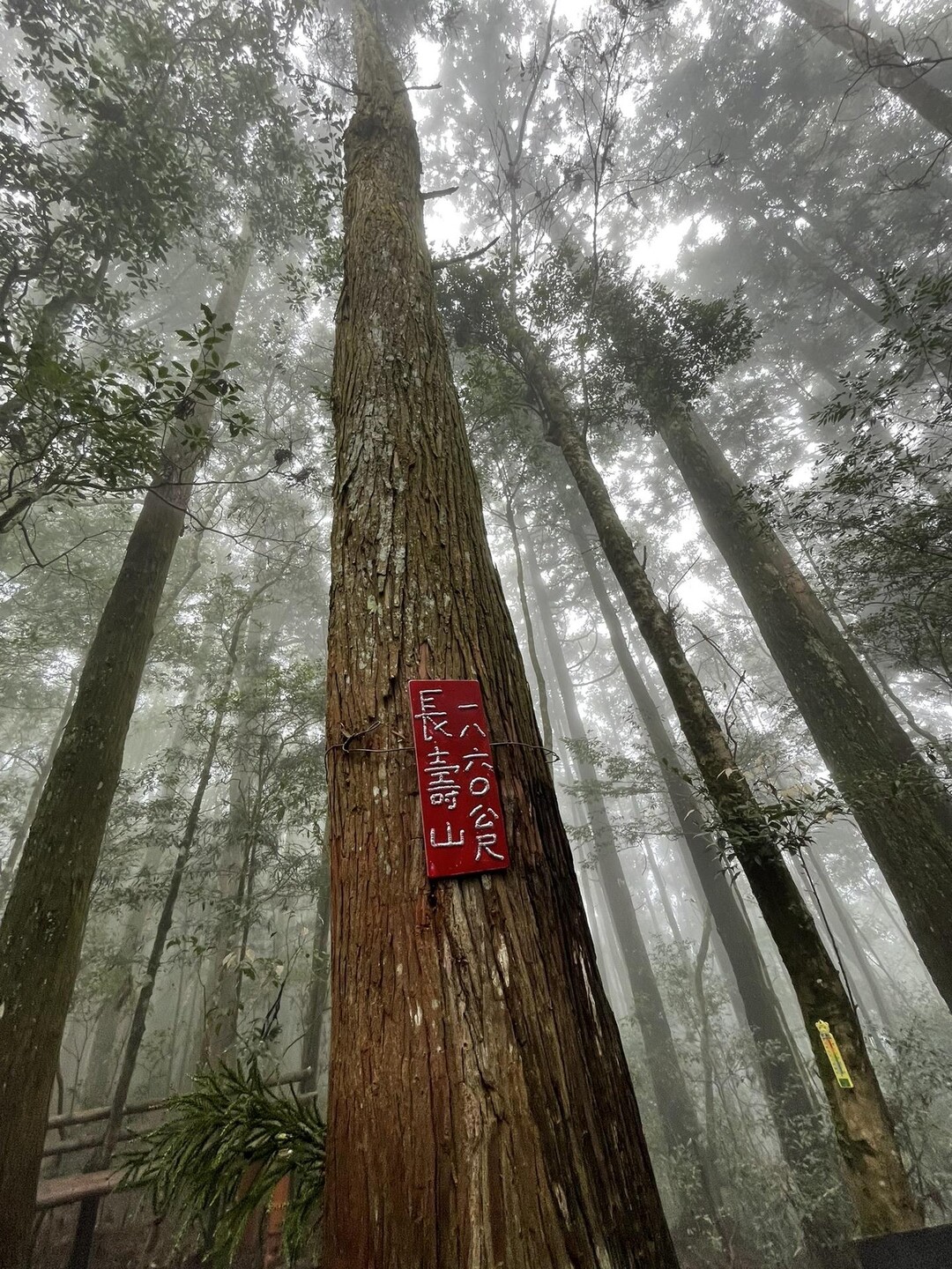 長寿山(台湾/台中)-‘23-04-08 / I•suzuさんの台中市の活動データ | YAMAP / ヤマップ