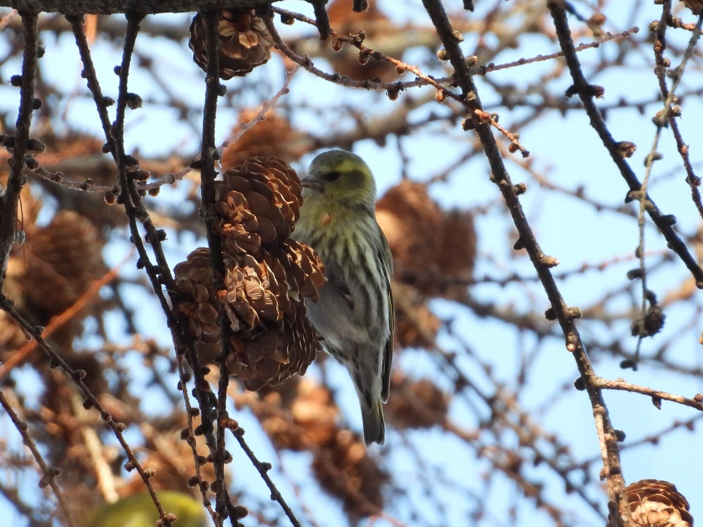 みなさん 今年もよろしくお願いします / masa@さんのモーメント | YAMAP / ヤマップ
