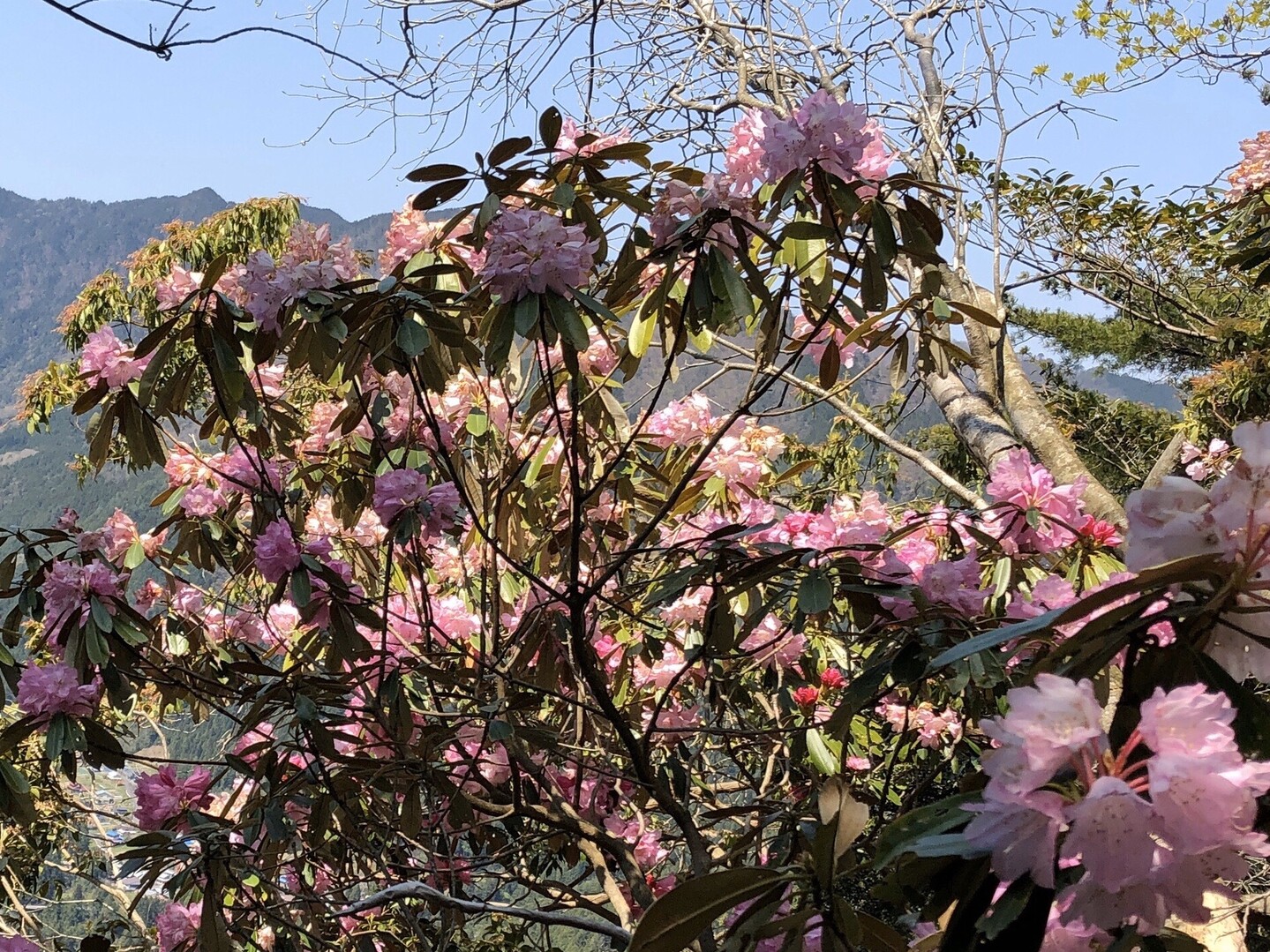 4月29日 松葉洞815m / M K1218さんの納古山の活動データ | YAMAP / ヤマップ