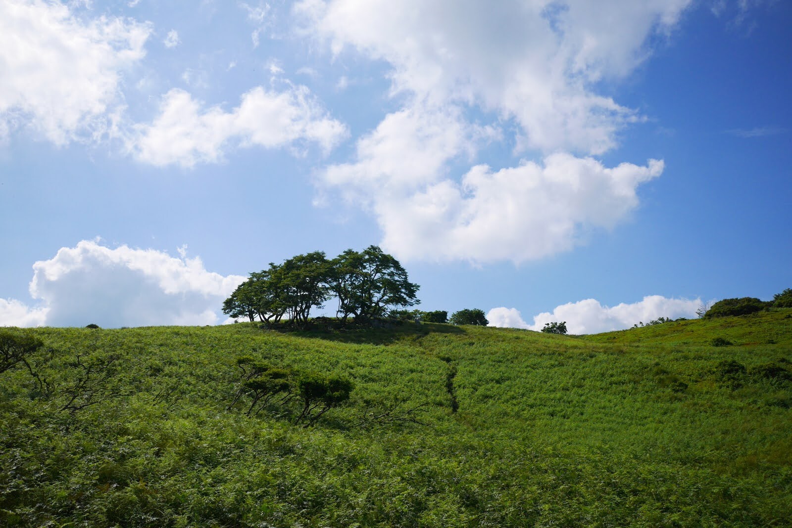 御池岳～鈴北岳 / yshrtrdさんの天狗堂の活動日記 | YAMAP / ヤマップ