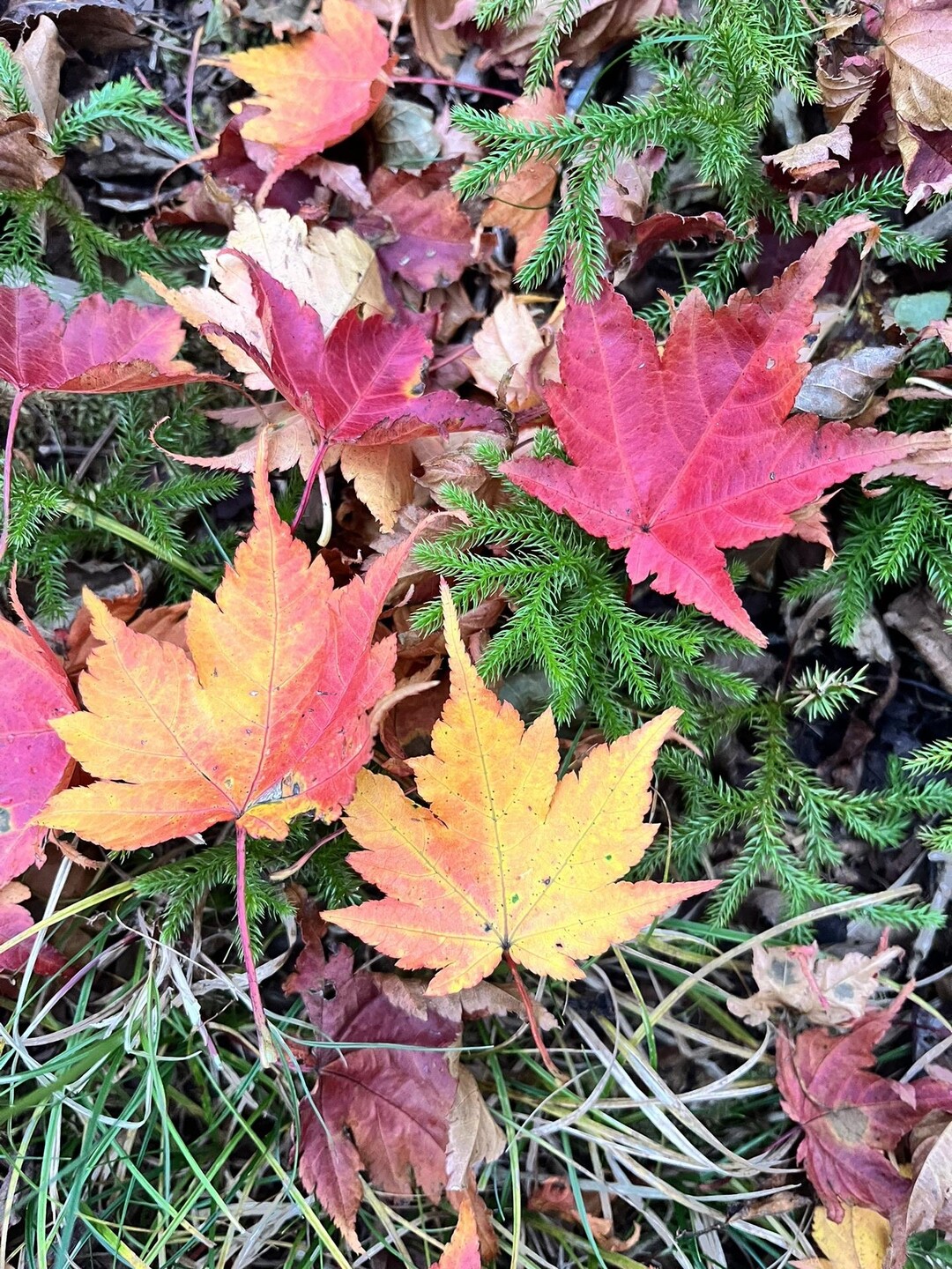 沓掛山・大船山🍁 / h88☺︎さんの九重山（久住山）・大船山・星生山の活動データ | YAMAP / ヤマップ