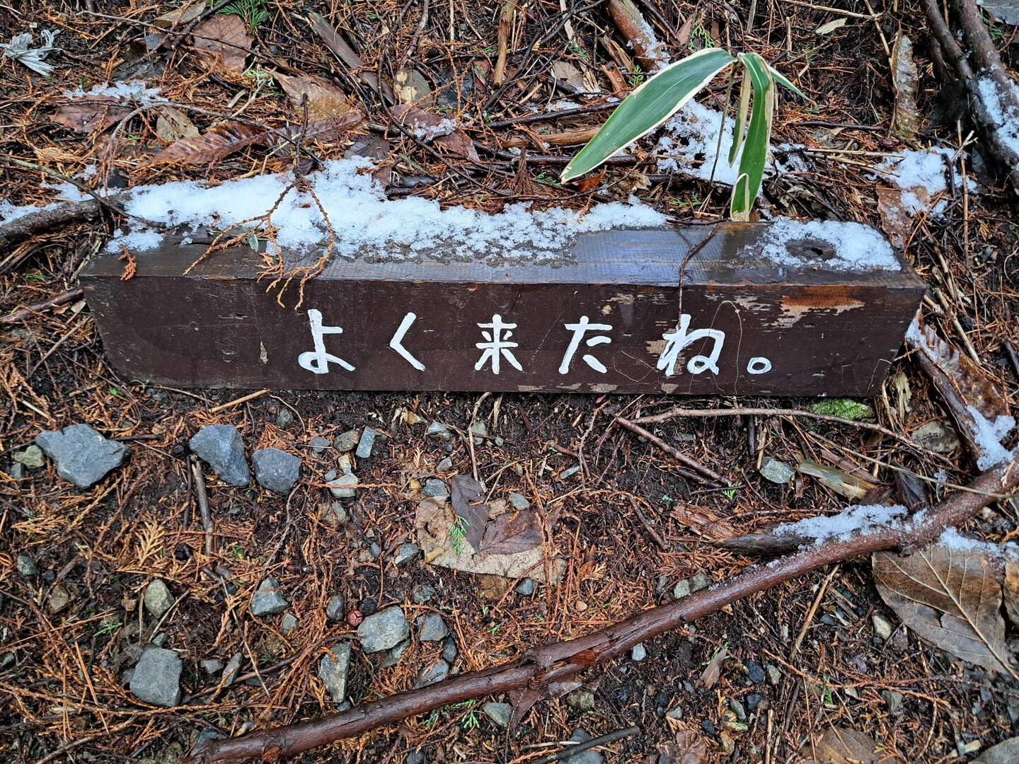 久しぶりの北広島町 海見山・片廻山 / DSHさんの可部冠山・堂床山・大掛山の活動データ | YAMAP / ヤマップ