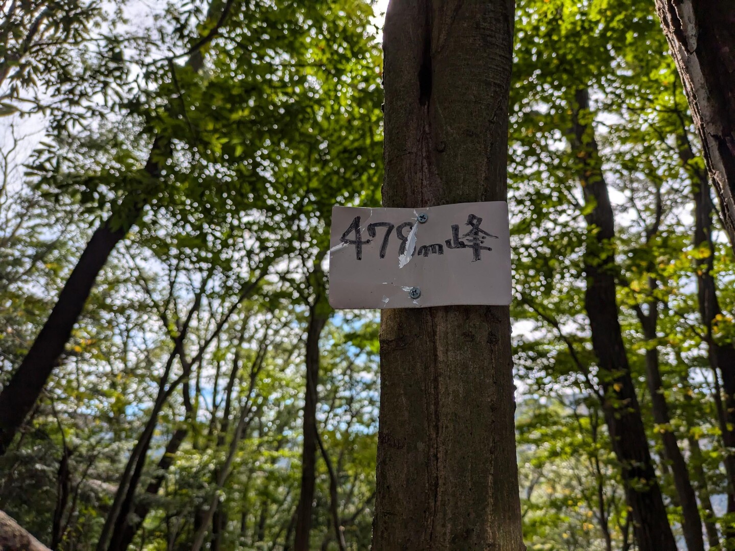逆沢の頭・景信山・大久保山・478m圏峰・猪ノ鼻山 / 髑髏レコ－ズさんの高尾山・陣馬山・景信山の活動データ | YAMAP / ヤマップ