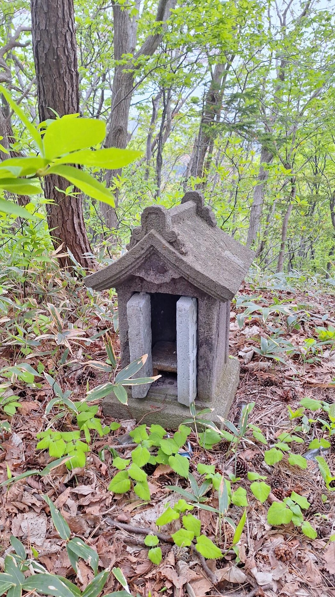 2024年度9座目は、勝軍山(215m) ～🎶 / さださんの勝軍山の活動日記 | YAMAP / ヤマップ