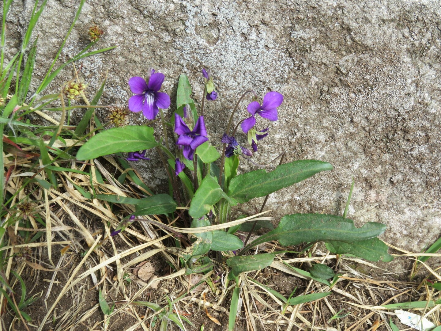 2021.05.20(木) 22:36 / ケロケロ🐸🐸🐸さんのモーメント | YAMAP / ヤマップ