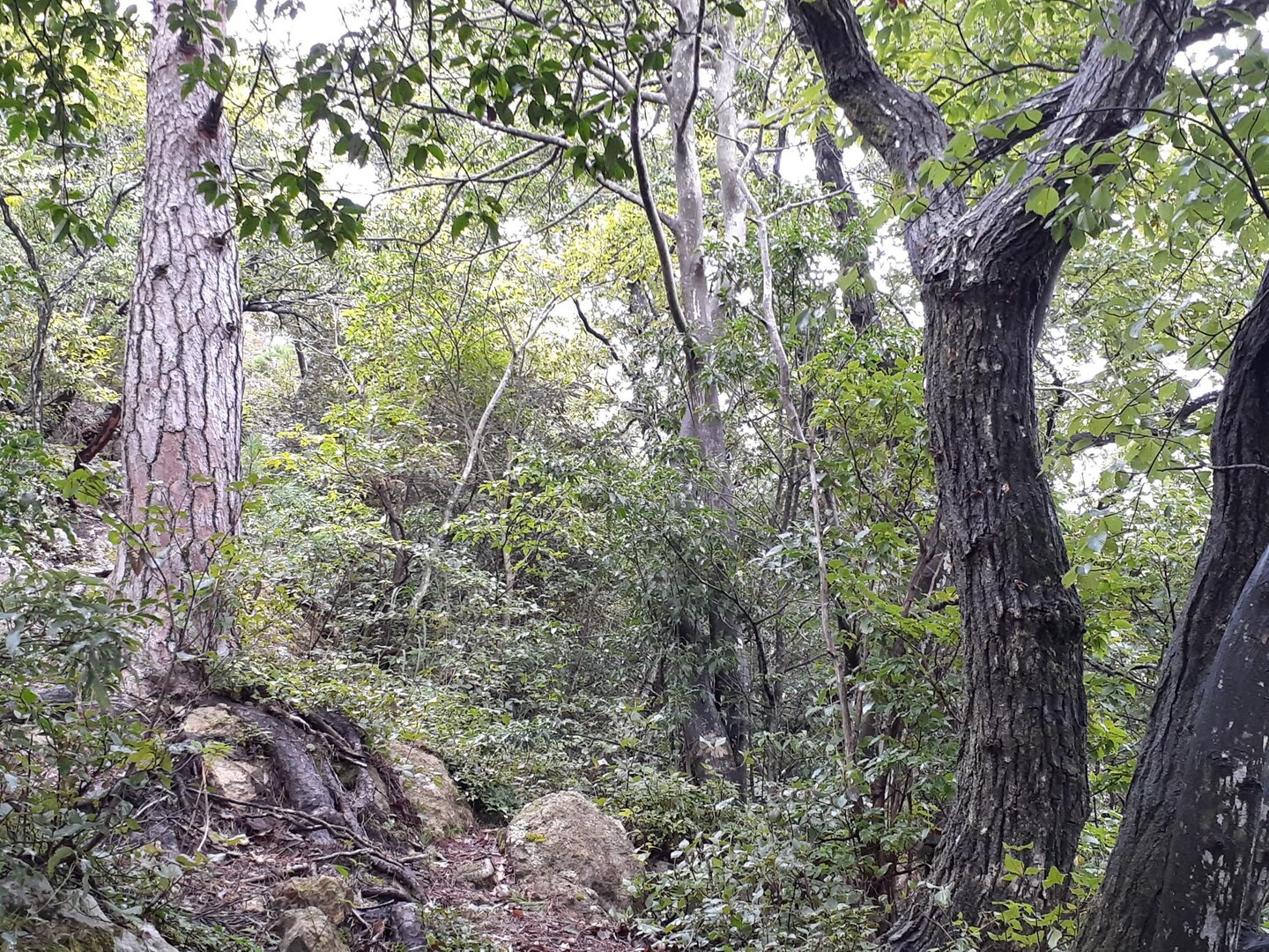 Noriさんの投稿したフィールドメモ | YAMAP / ヤマップ