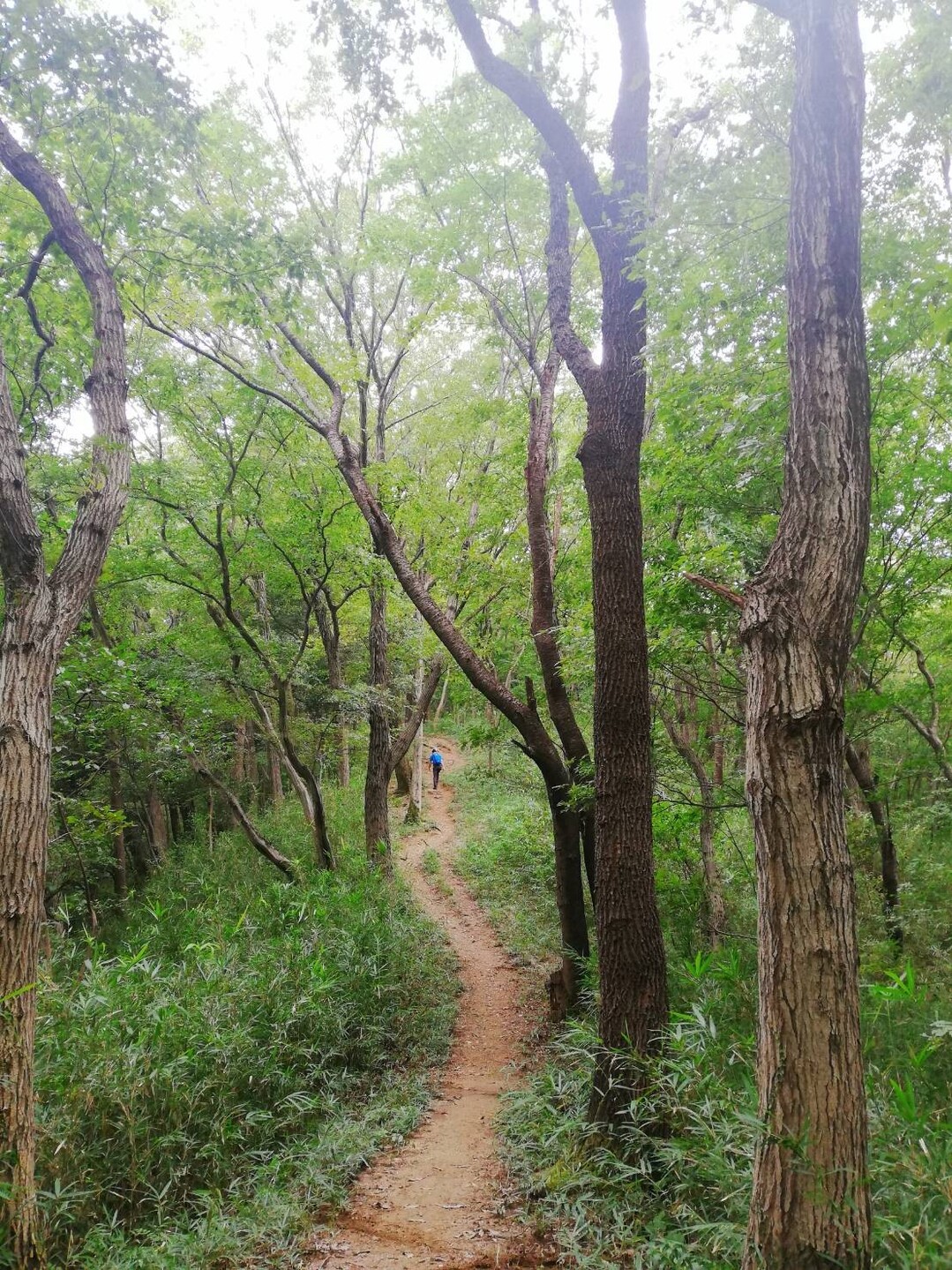🌸Mt.Kanetsukidouyama(Saitama)⚡ / 🌸Springthunders⚡さんの宝登山・長瀞アルプス・不動山・陣見山・鐘撞堂山の活動データ | YAMAP / ヤマップ