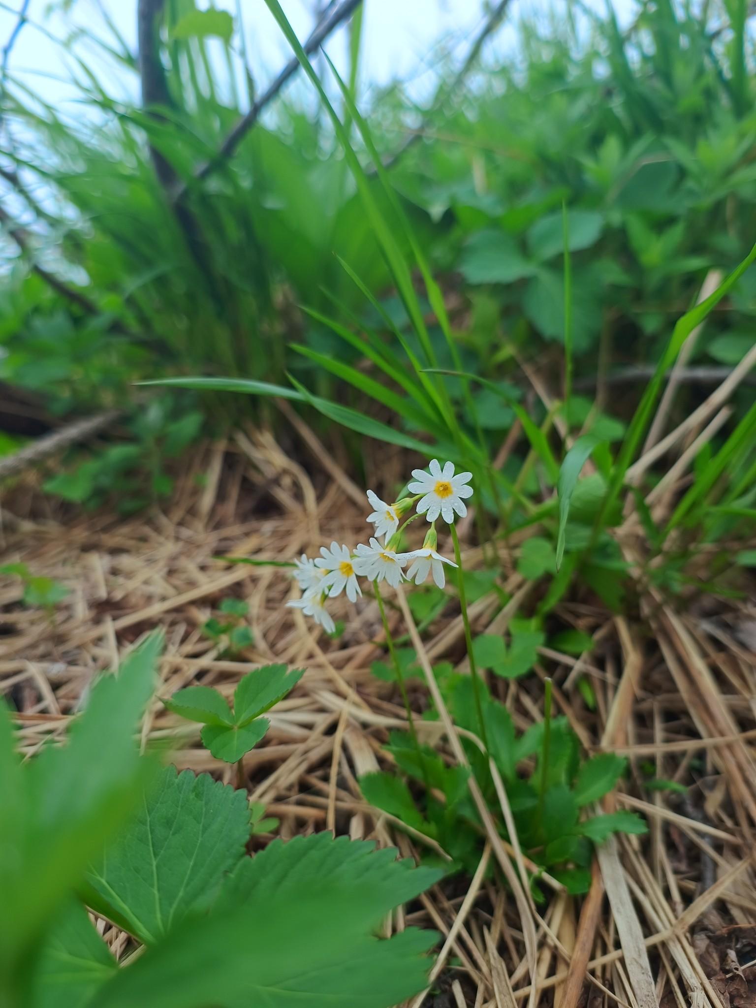 栗駒山 / EMMAさんの栗駒山（須川岳）・秣岳・虚空蔵山の活動データ | YAMAP / ヤマップ