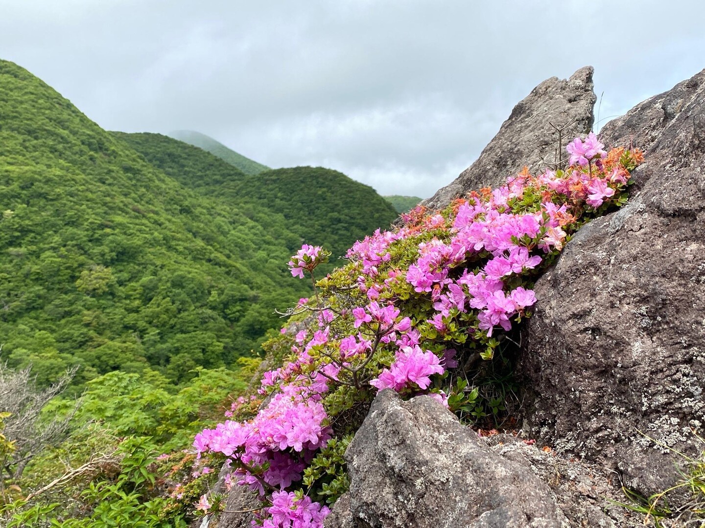 前岳・高塚山（黒岳）・天狗岩 / rebiさんの九重山（久住山）・大船山・星生山の活動データ | YAMAP / ヤマップ