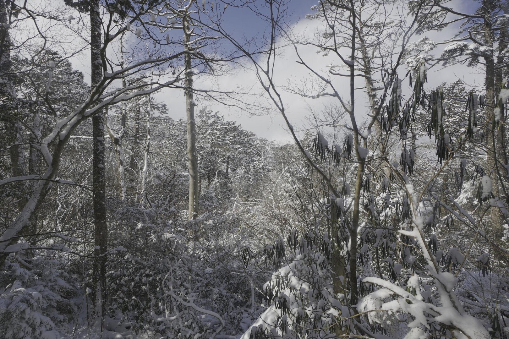 雪景色の白髪山 / FRVさんの白髪山（奥白髪山）・工石山（奥工石山）の活動データ | YAMAP / ヤマップ