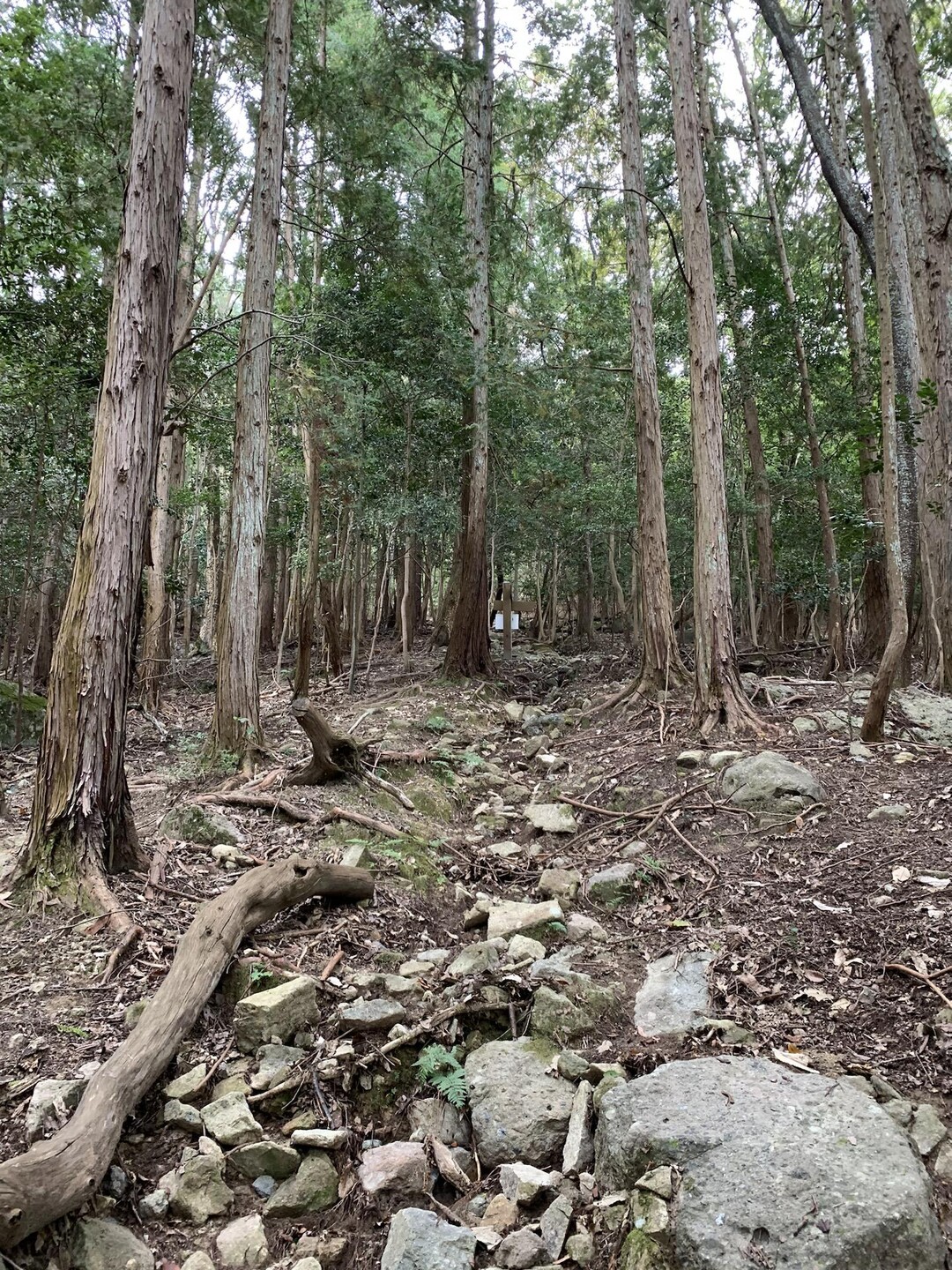 書写山 / YMO.Kさんの書写山・伊勢山・とんがり山の活動データ | YAMAP / ヤマップ